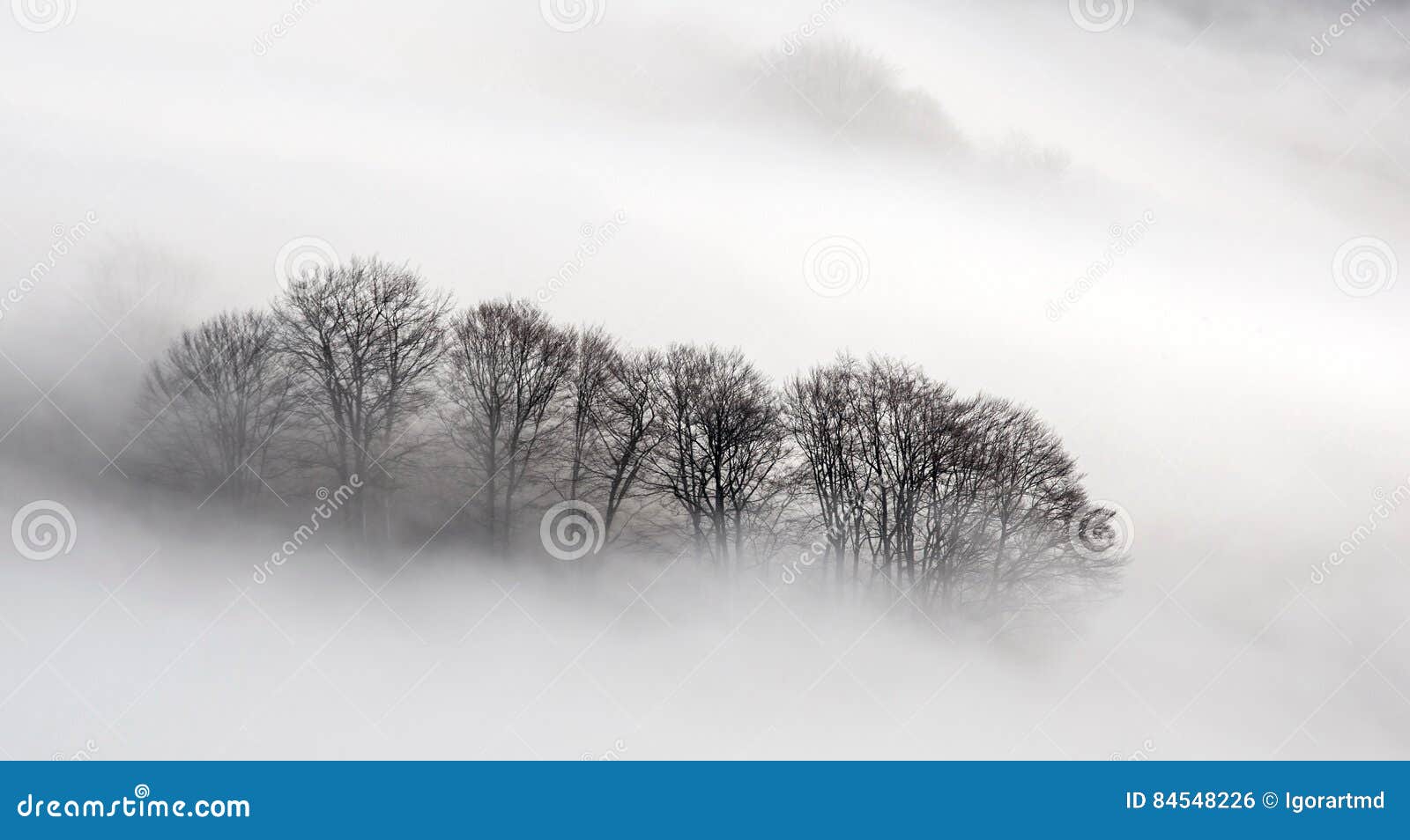 Fogi stock photo. Image of light, evening, white, nature - 84548226