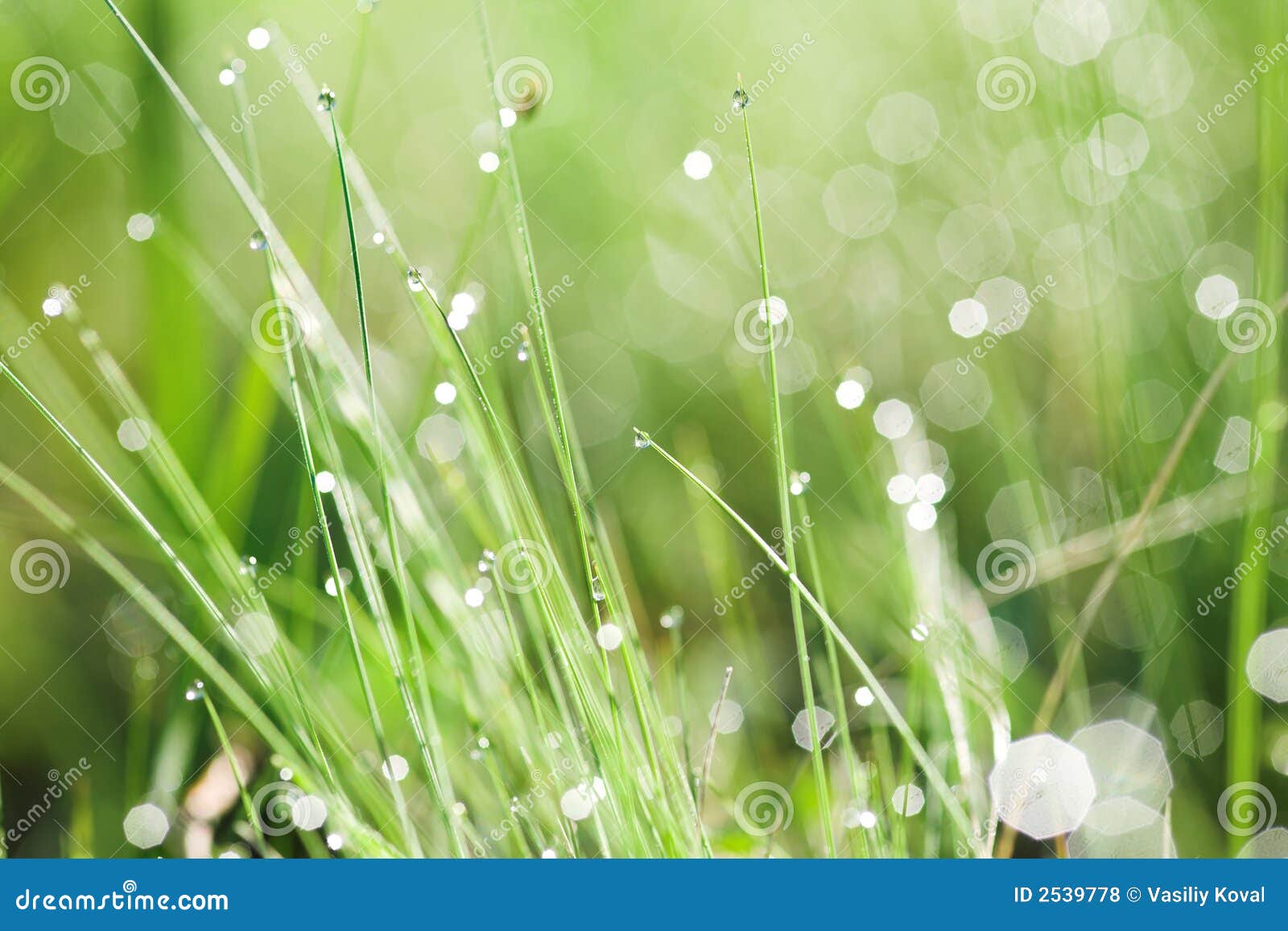 Fogli Con Le Gocce Dell'acqua Fotografia Stock - Immagine di notte ...