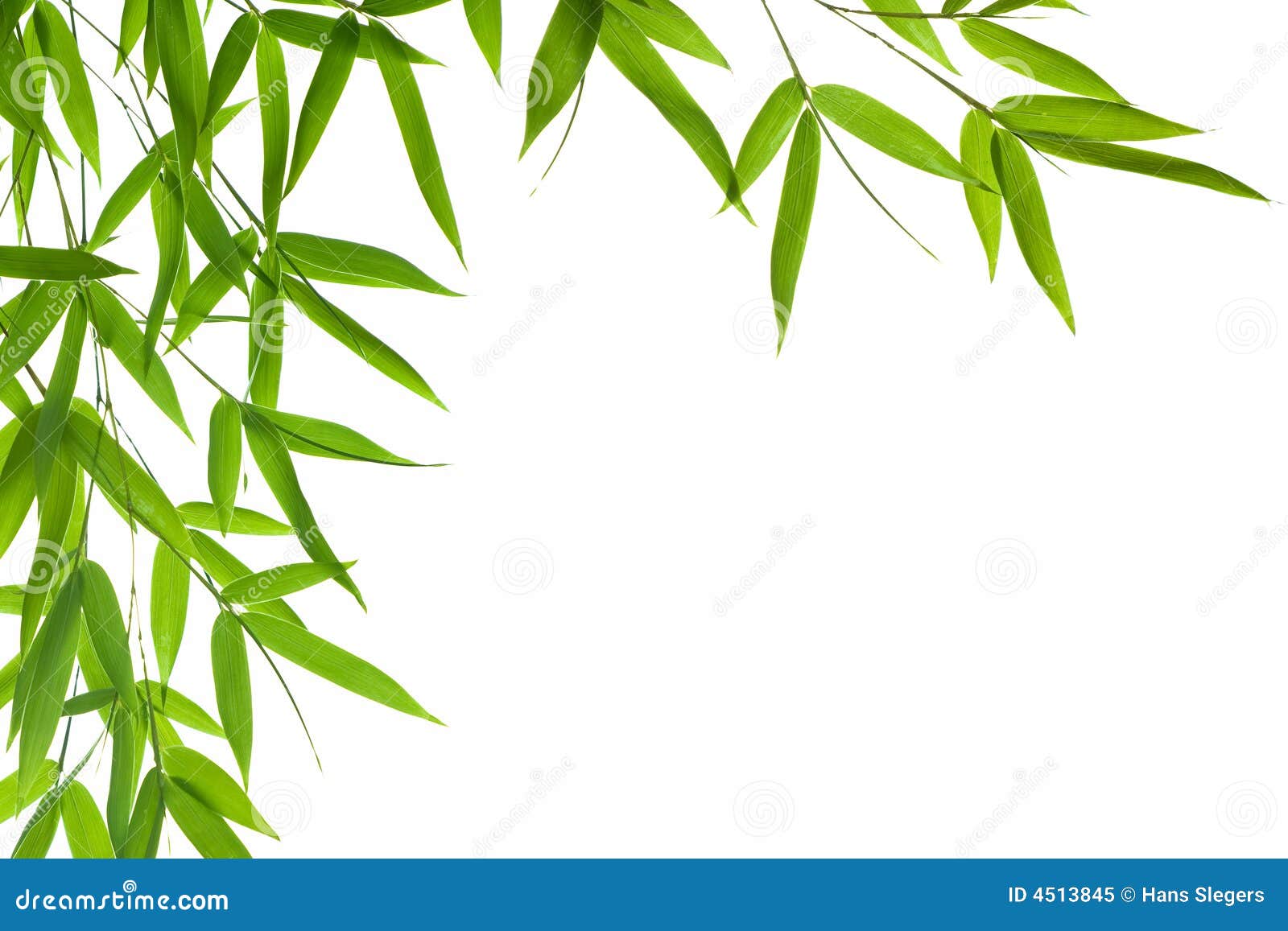 Fogli del bambù immagine stock. Immagine di cina, flora - 4513845