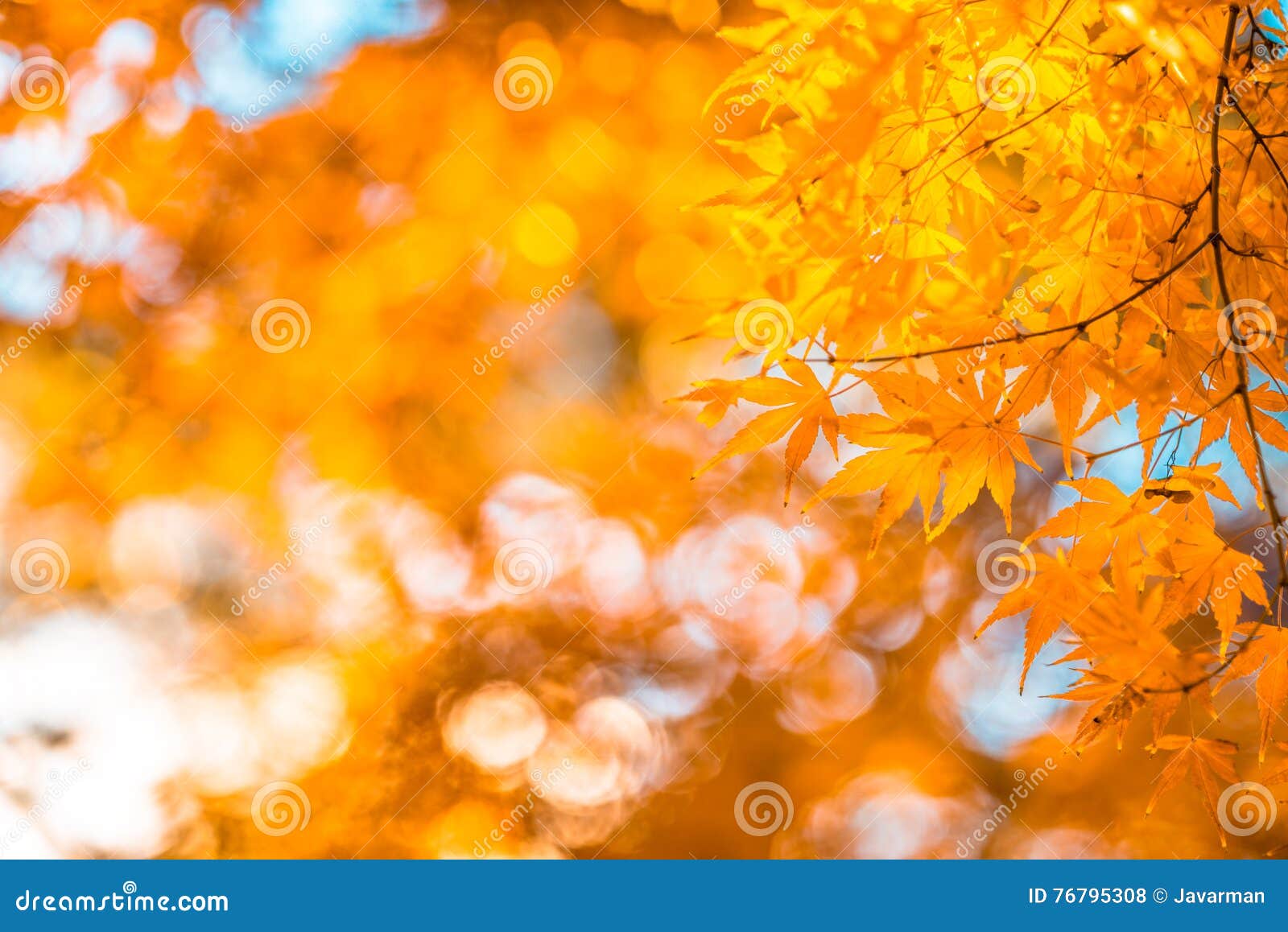 Fogli Di Autunno, Fuoco Molto Poco Profondo Fotografia Stock - Immagine ...