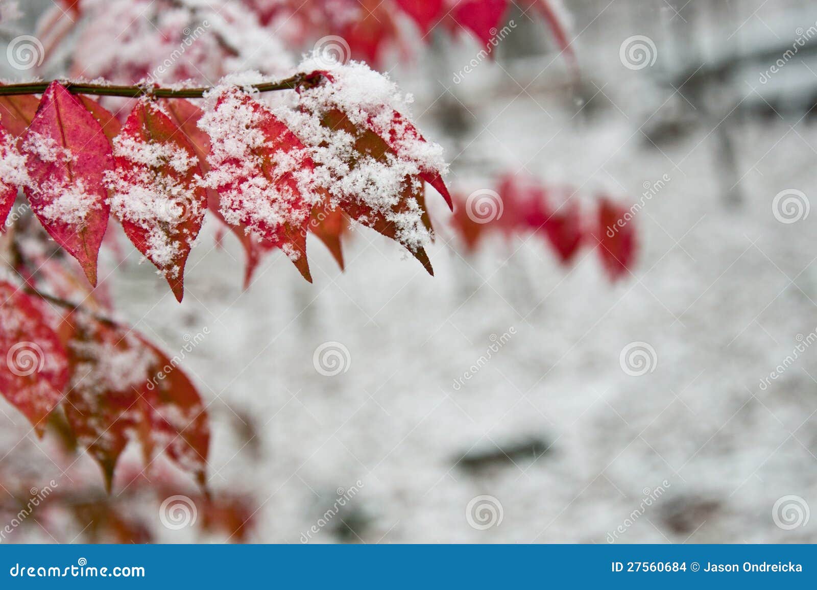 Fogli Di Caduta Coperti in Neve Fotografia Stock - Immagine di naughty ...
