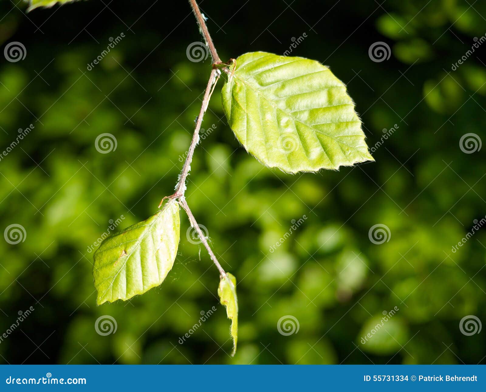 Foglia da un faggio comune fotografia stock. Immagine di vasto - 55731334