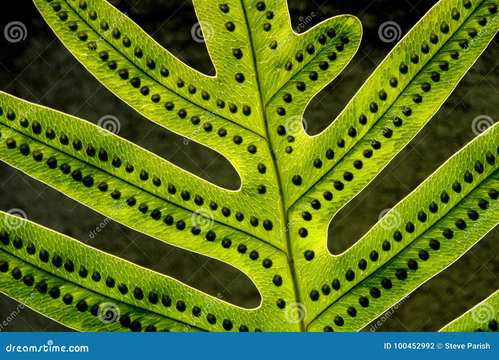 Foglia Della Felce Con Le Spore Fotografia Stock - Immagine di ...