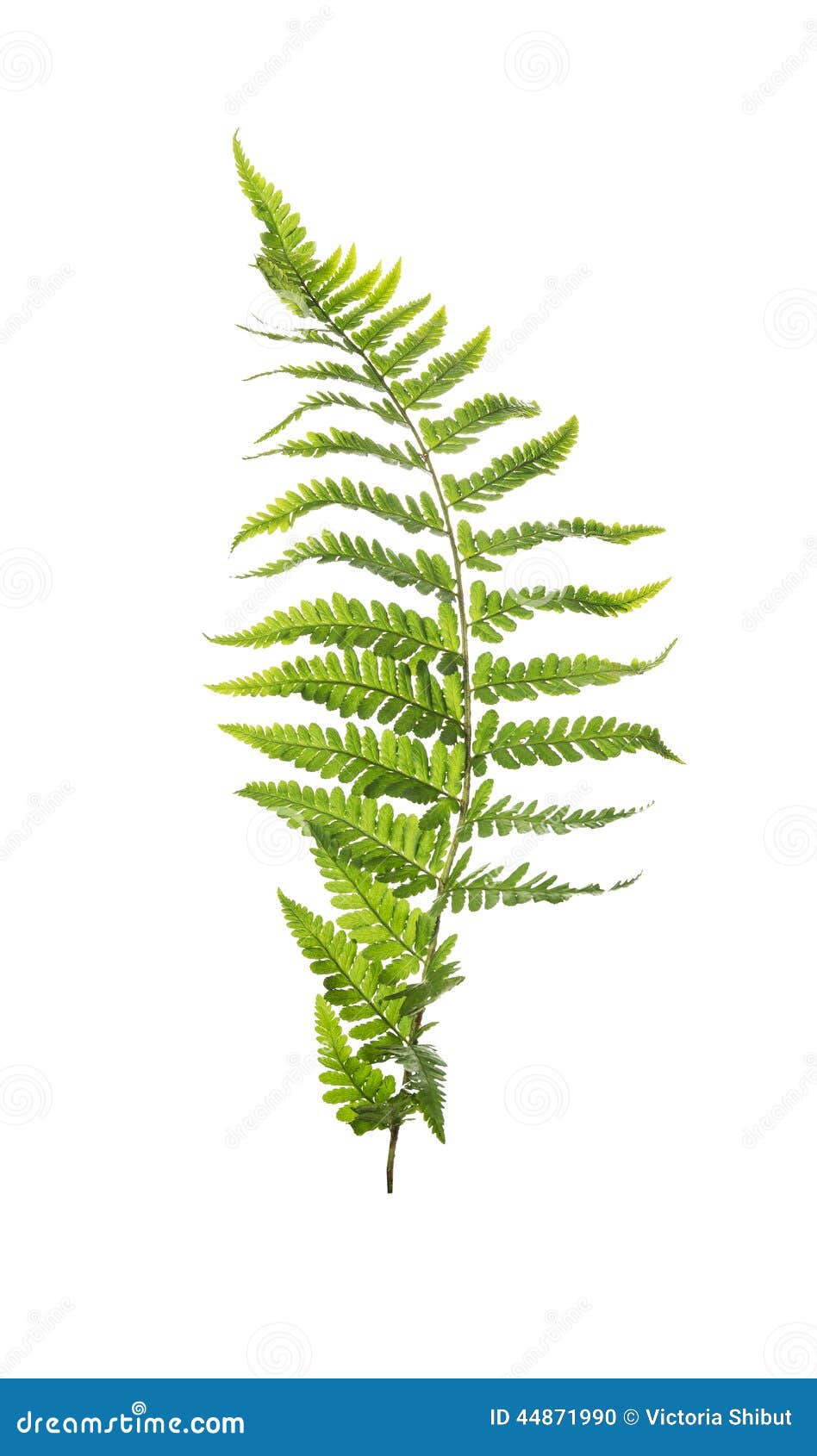 Foglia Della Felce, Isolata Su Bianco Fotografia Stock - Immagine di ...