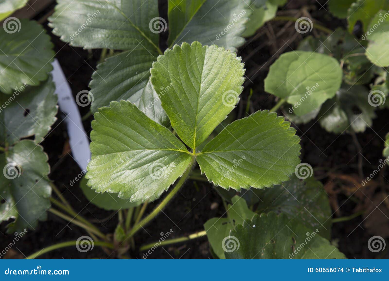 Foglia Della Pianta Di Fragola Fotografia Stock - Immagine di agricolo ...