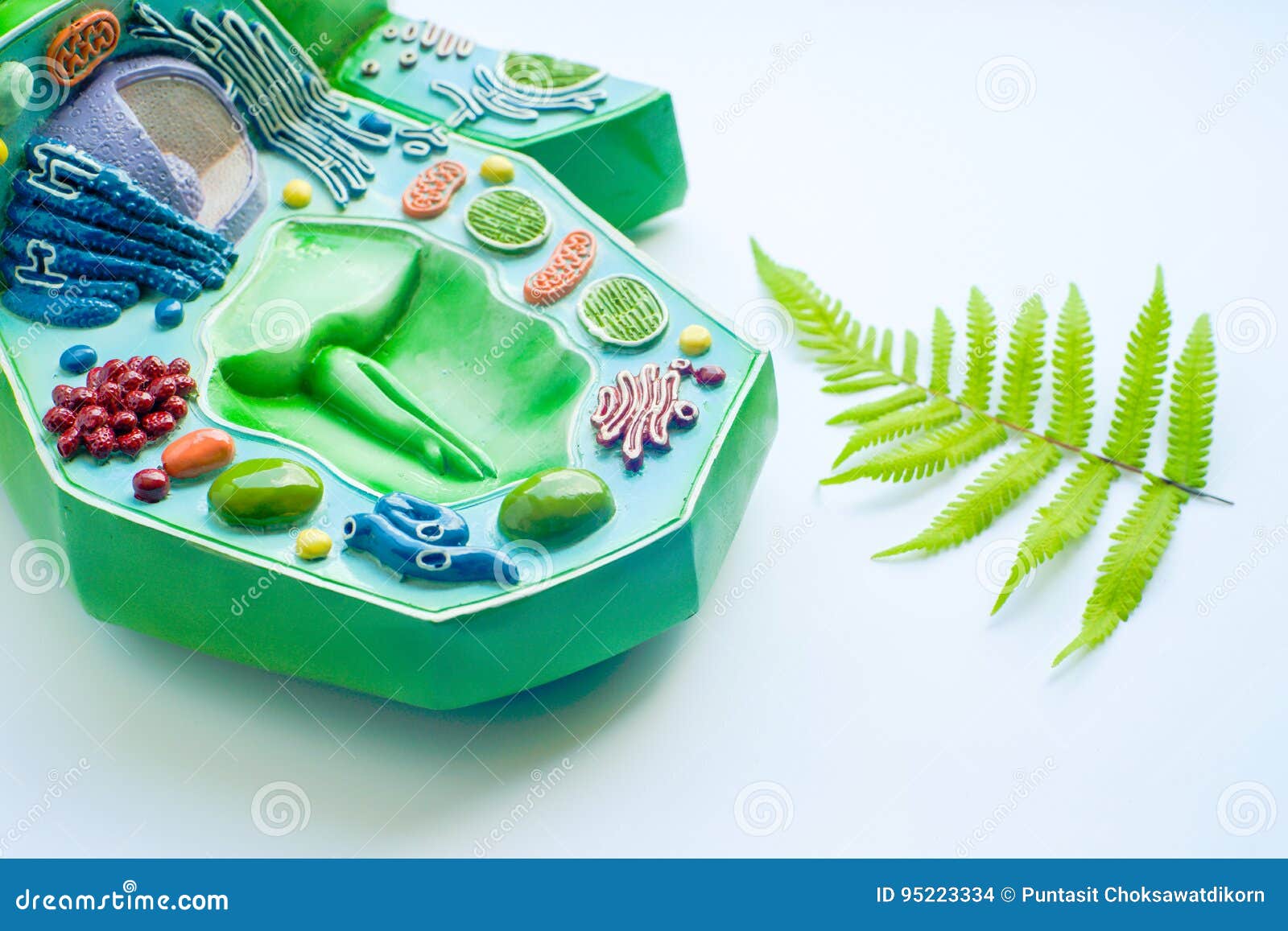 Foglia Della Pianta E Modello Della Cellula Vegetale Fotografia Stock ...