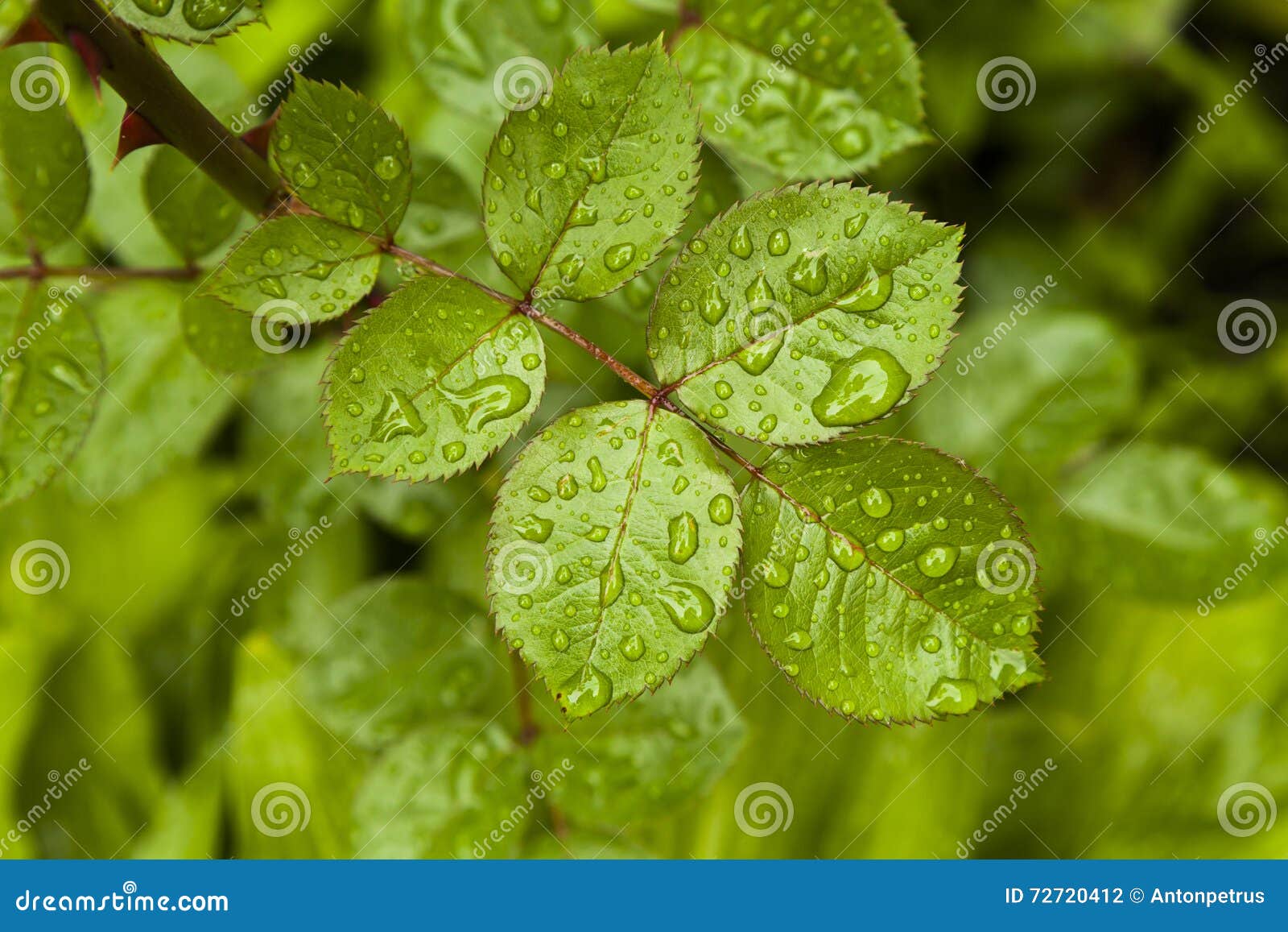 Foglia della rosa di verde fotografia stock. Immagine di rugiada - 72720412