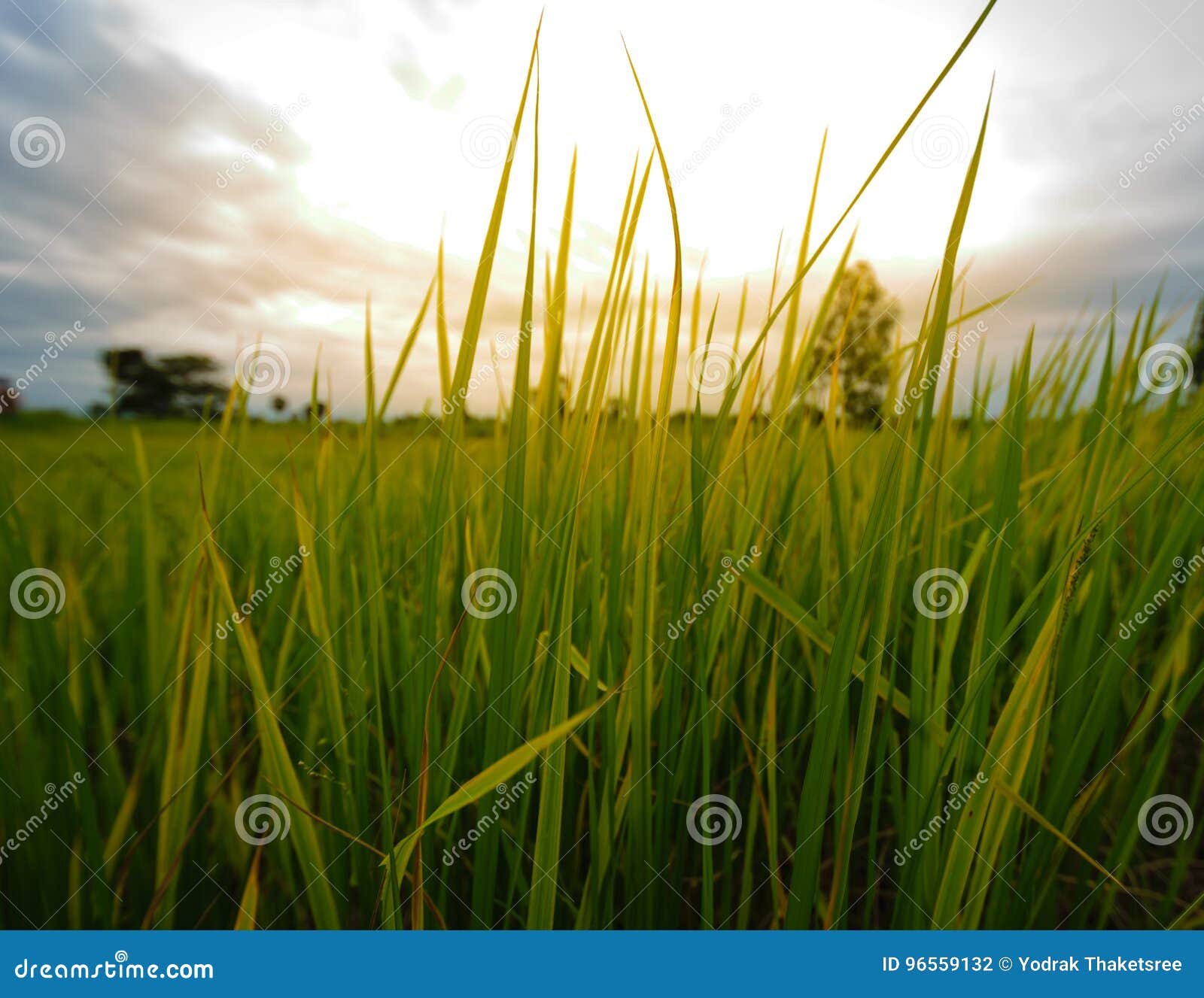 Foglia Delle Piante Di Riso Fotografia Stock - Immagine di campagna ...