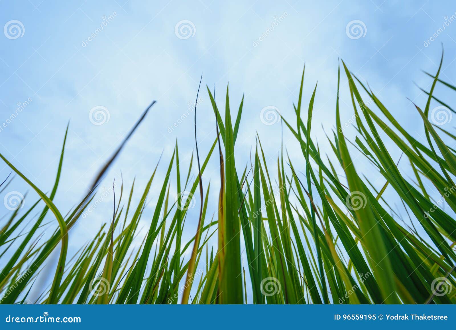 Foglia Delle Piante Di Riso Immagine Stock - Immagine di erba, grano ...