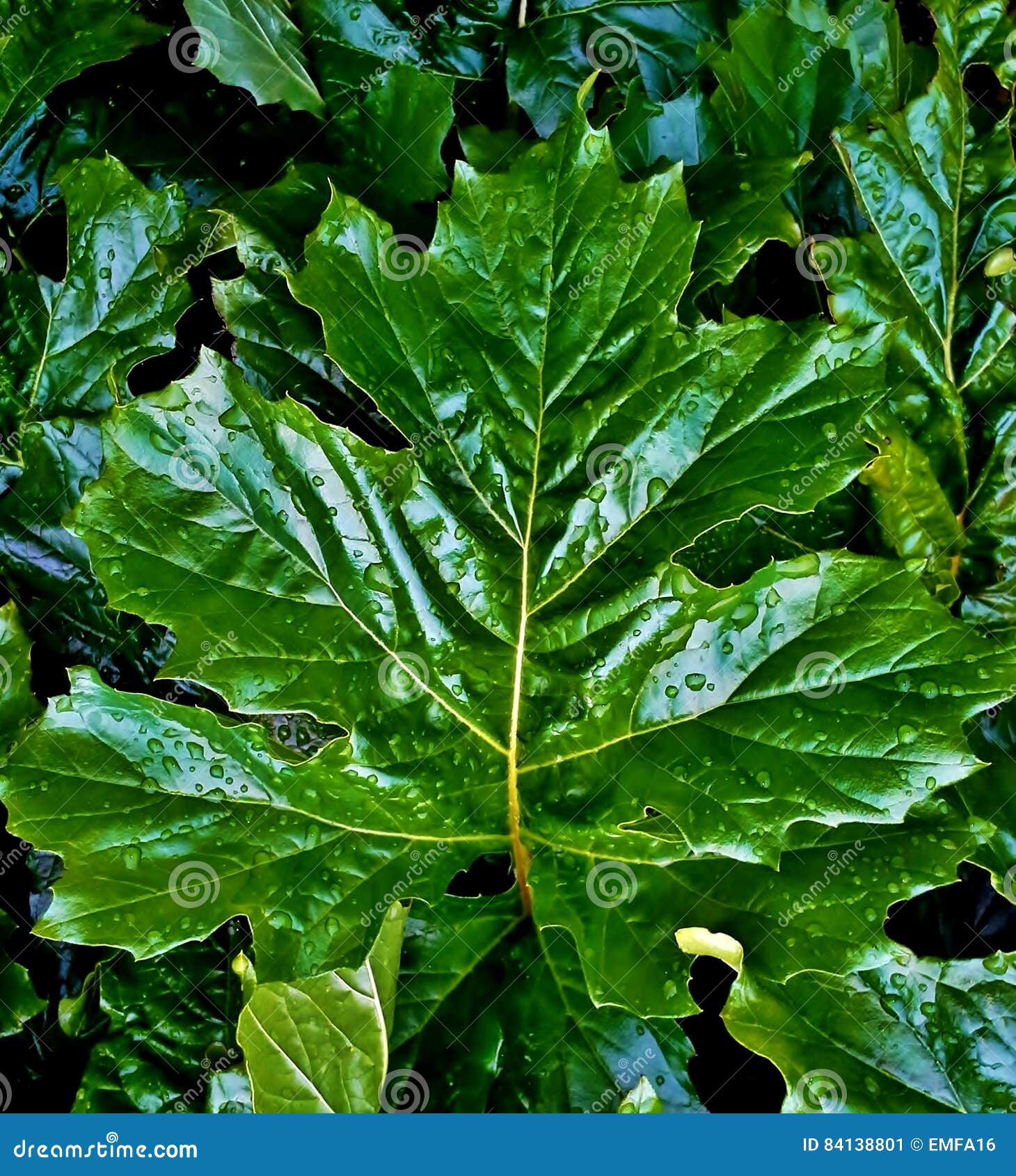 Foglia di acanto immagine stock. Immagine di acanto, bagnato - 84138801