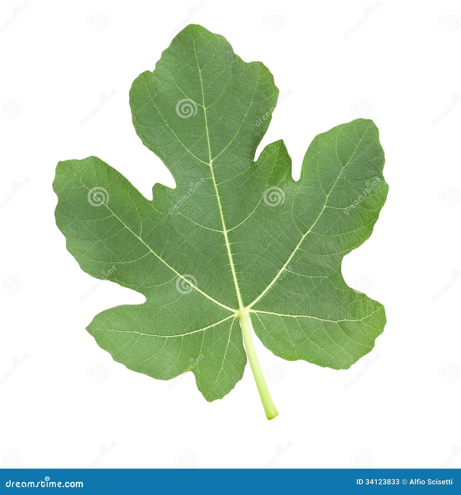 Foglia di fico immagine stock. Immagine di nave, fichi - 34123833