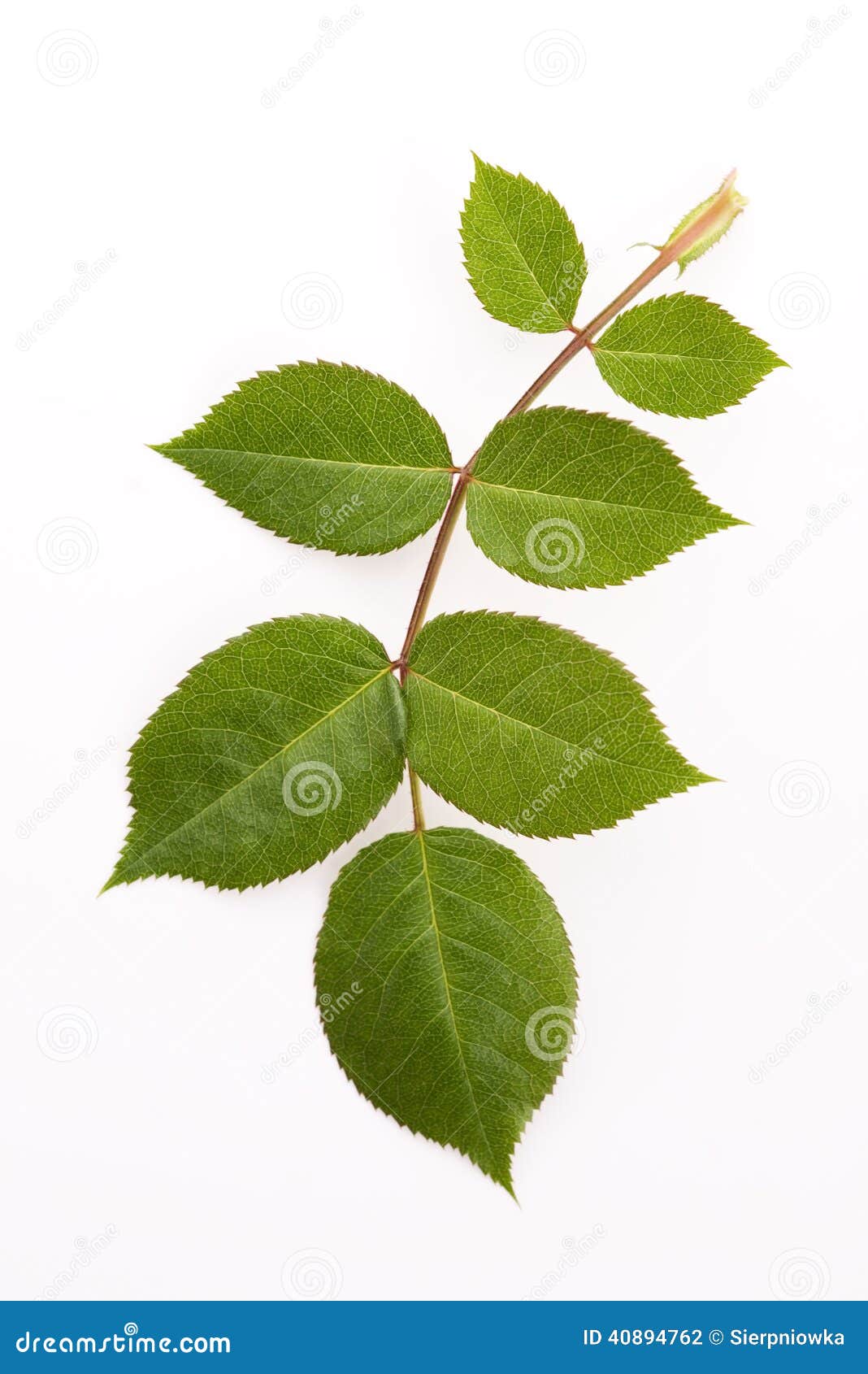 Foglia di Rosa fotografia stock. Immagine di amore, romanzesco - 40894762