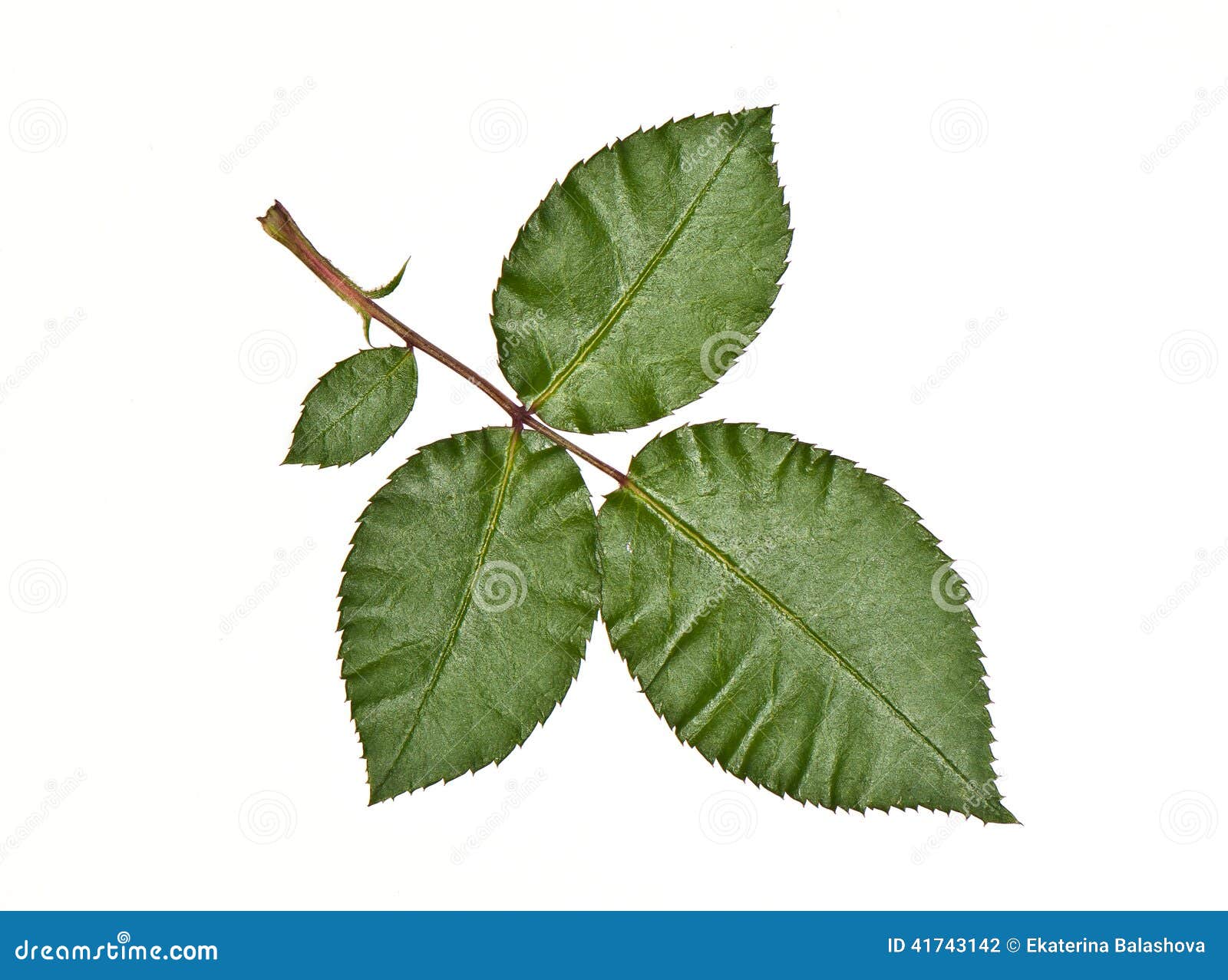 Foglia di Rosa fotografia stock. Immagine di isolato - 41743142