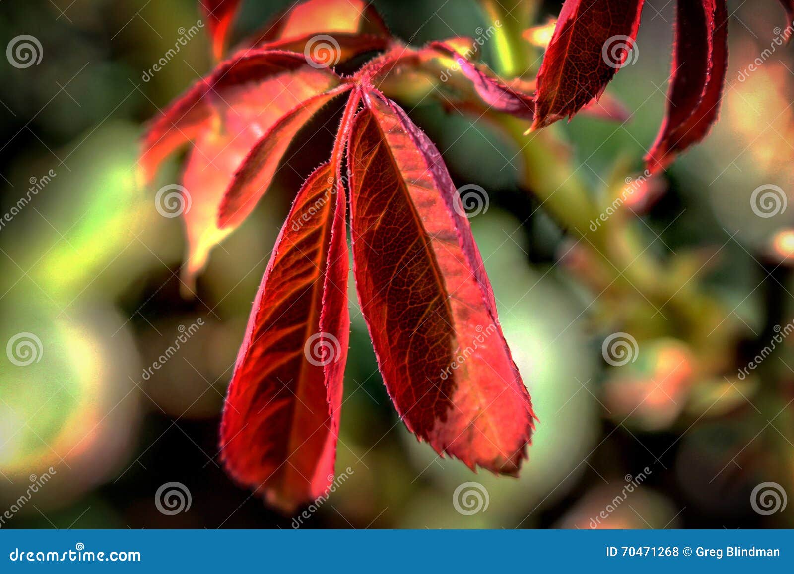 Foglia di Rosa fotografia stock. Immagine di foglio, bellezza - 70471268