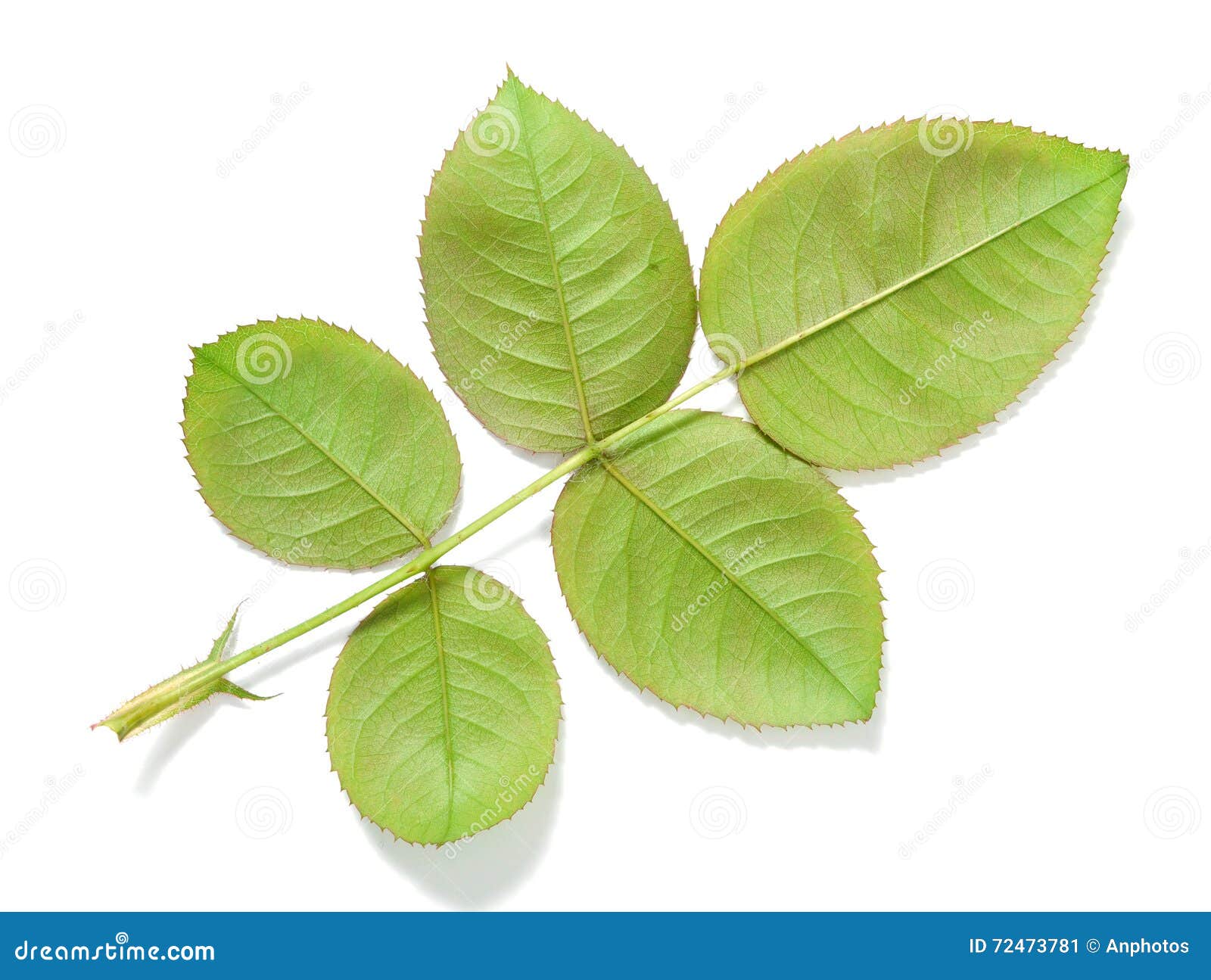 Foglia di Rosa immagine stock. Immagine di filiale, particolari - 72473781