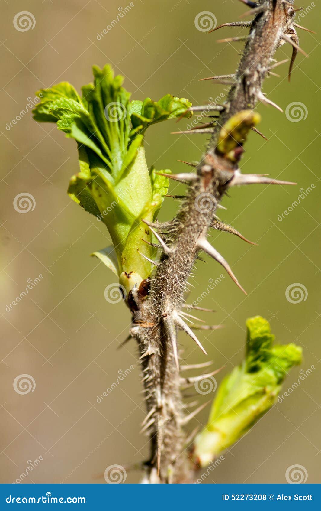 Foglia E Spine Di Rosa Foto - Foto Stock Gratis e Royalty-Free da ...