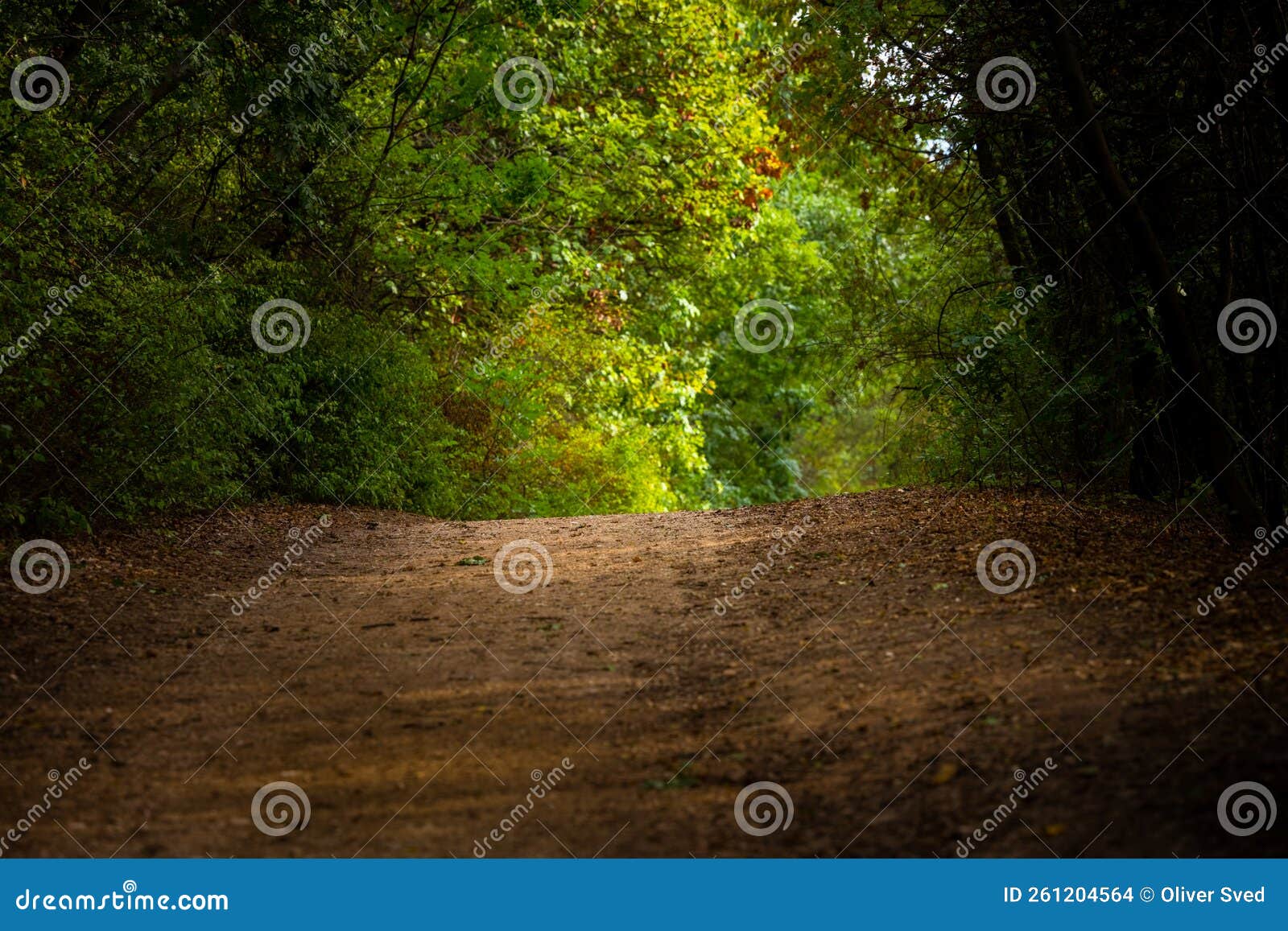 Fogliame Verde Con Angolo Di Percorso Forestale Fotografia Stock ...