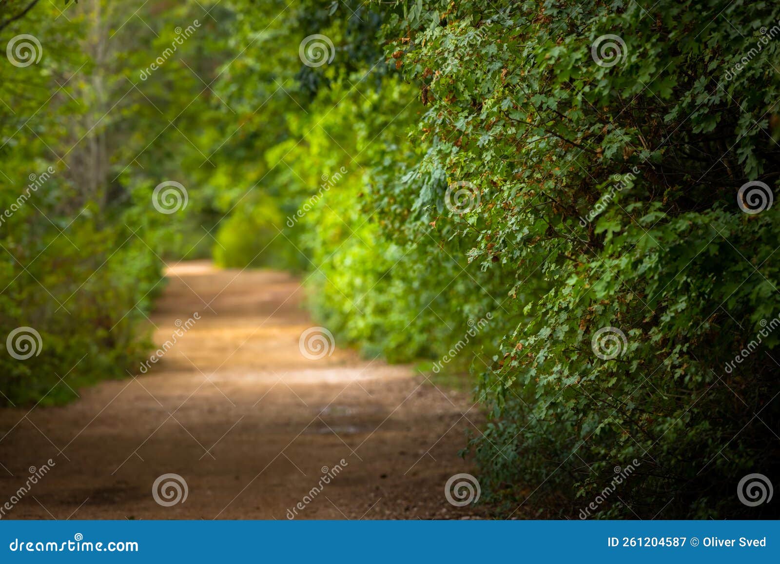 Fogliame Verde Con Angolo Di Percorso Forestale Immagine Stock ...