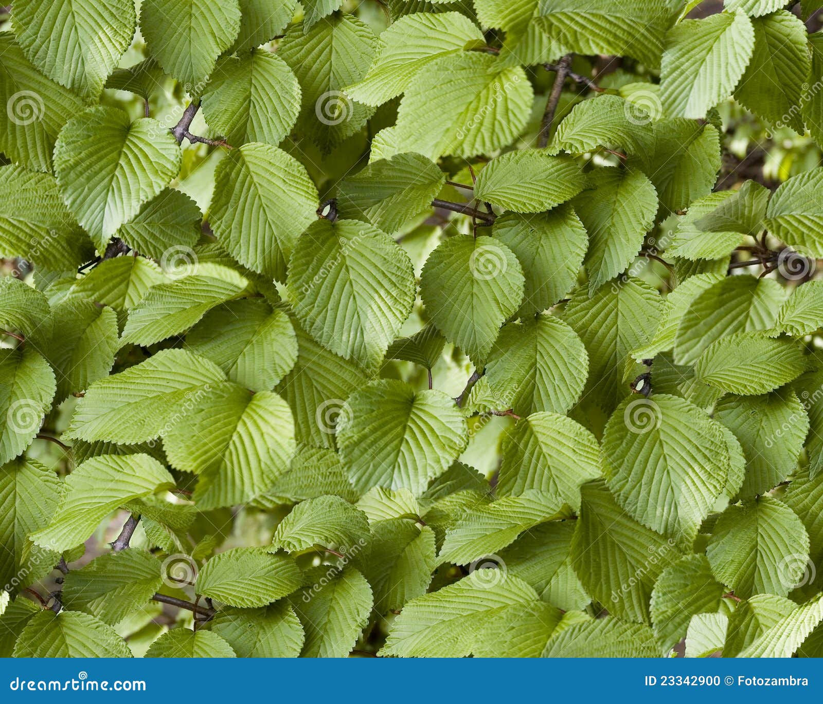 Foglie stock photo. Image of floor, texture, spring, pattern - 23342900