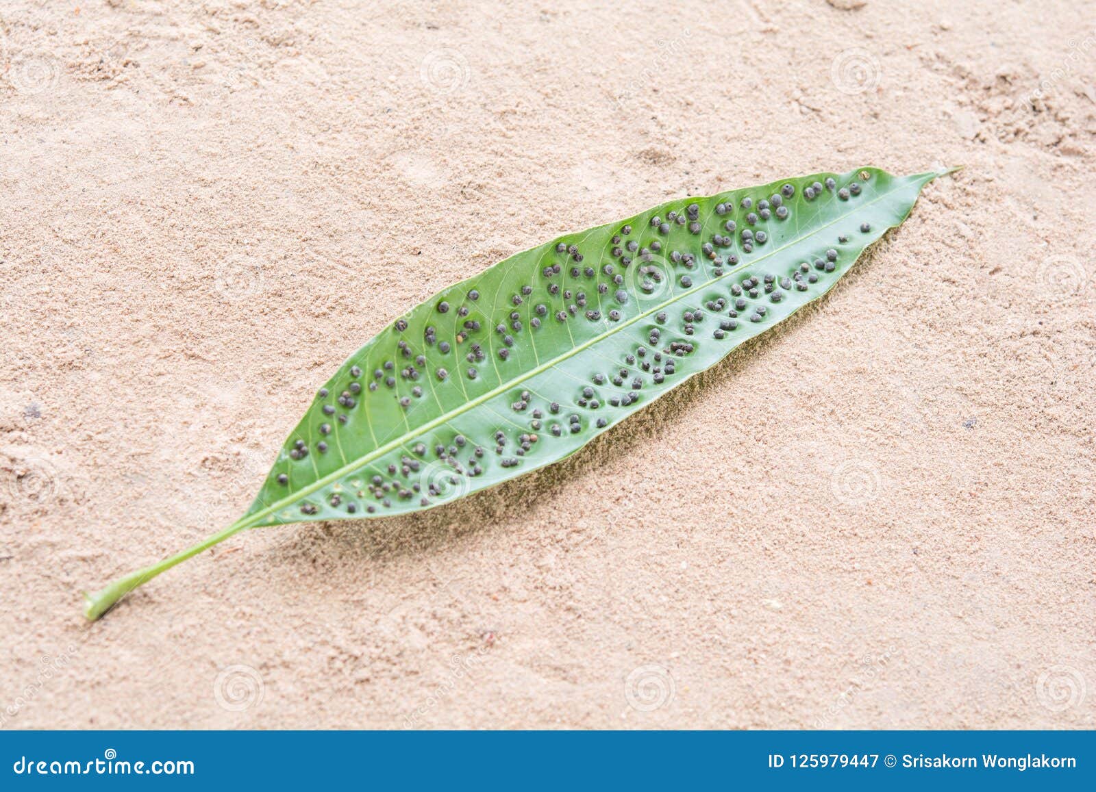 Foglie Con I Punti Neri E La Muffa Nera Immagine Stock - Immagine di ...