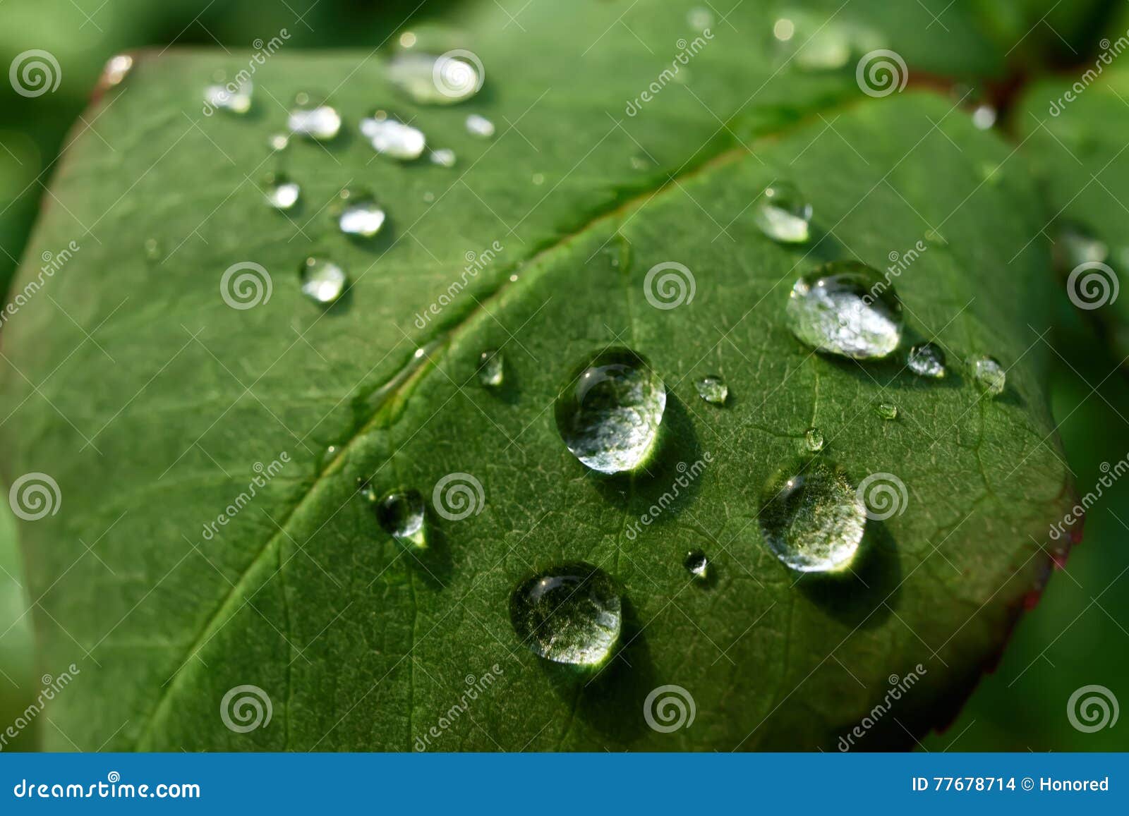 Foglie Con Le Gocce Di Rugiada Fotografia Stock - Immagine di pulito ...