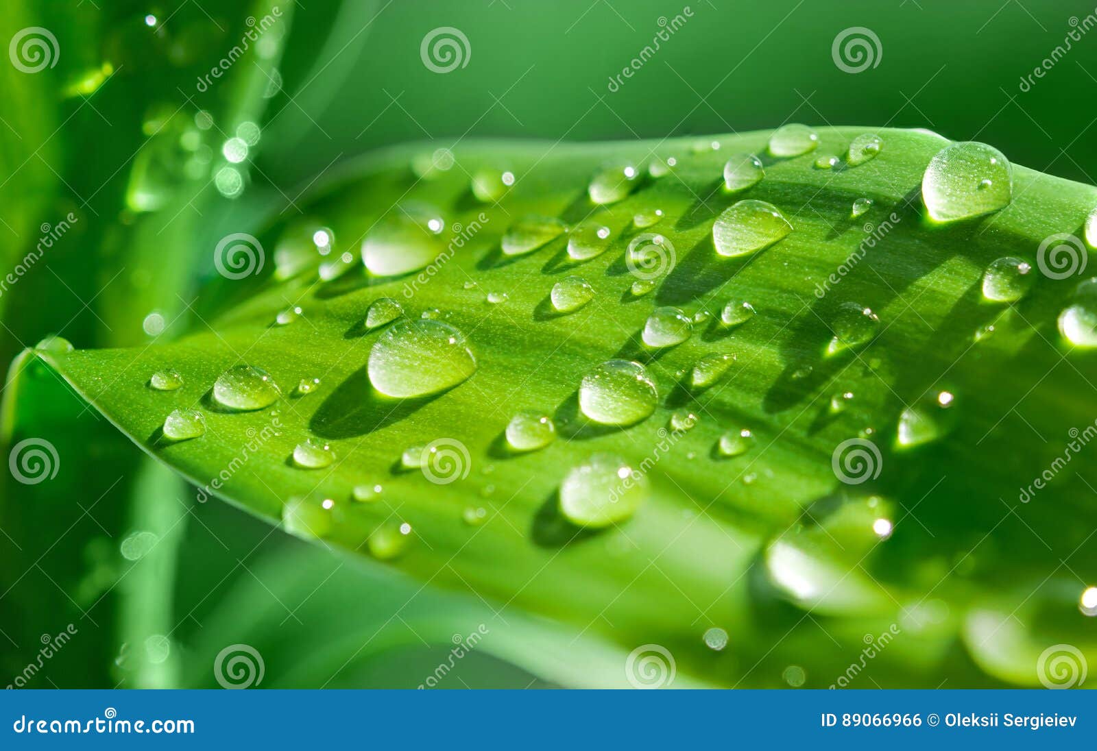 Foglie Con Le Gocce Di Rugiada Fotografia Stock - Immagine di ...