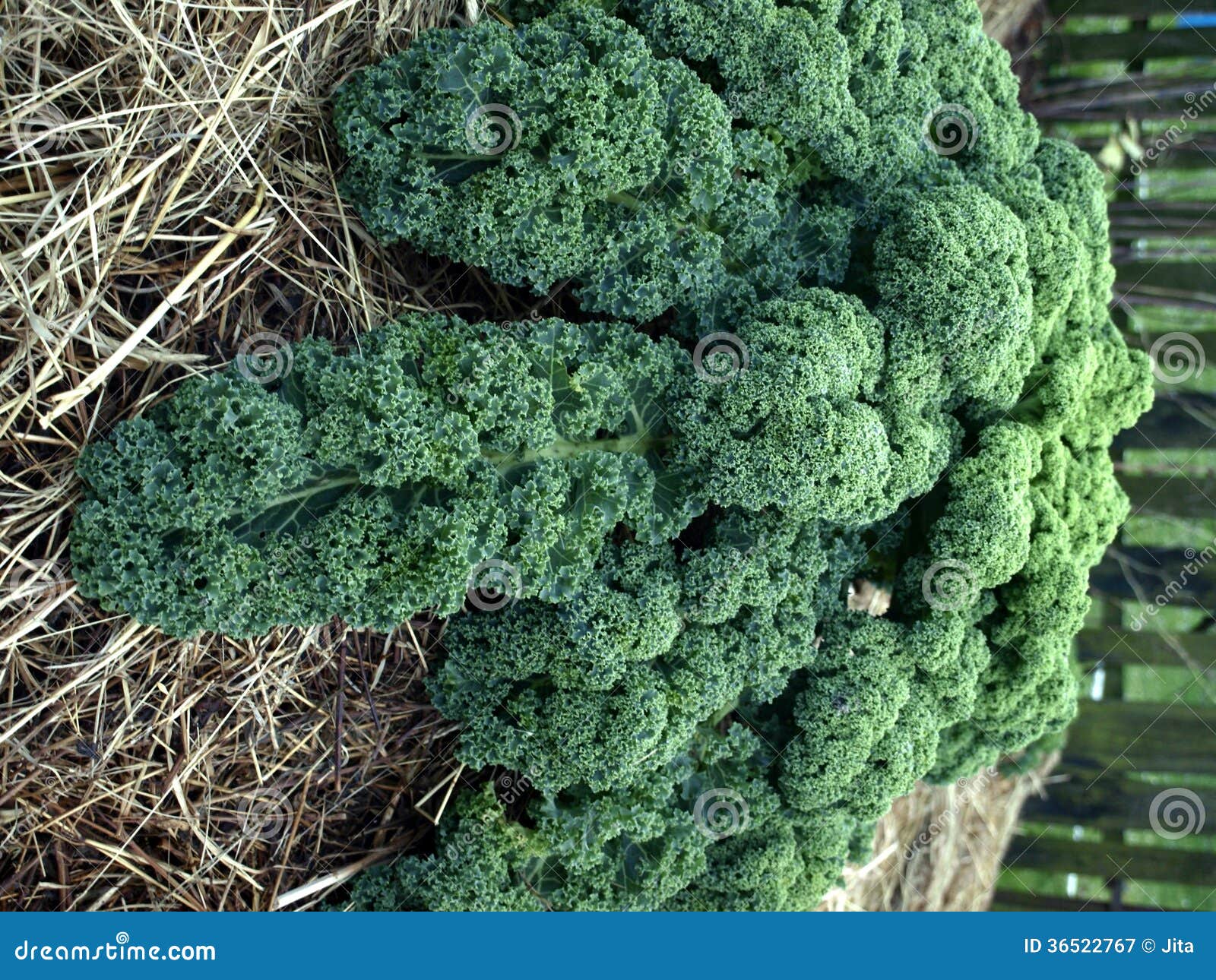 Foglie del cavolo riccio immagine stock. Immagine di giardinaggio ...