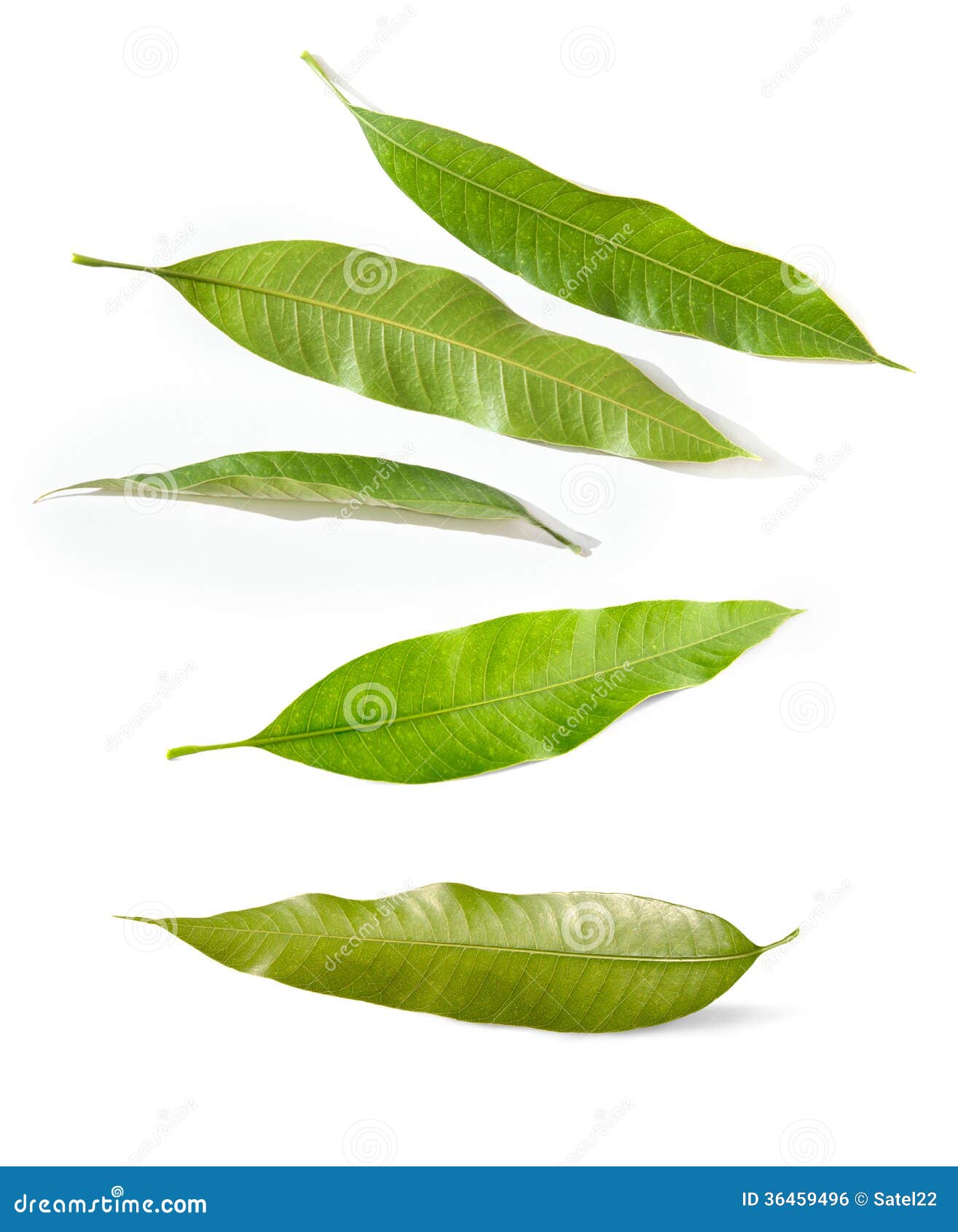 Foglie del mango fotografia stock. Immagine di uscire - 36459496