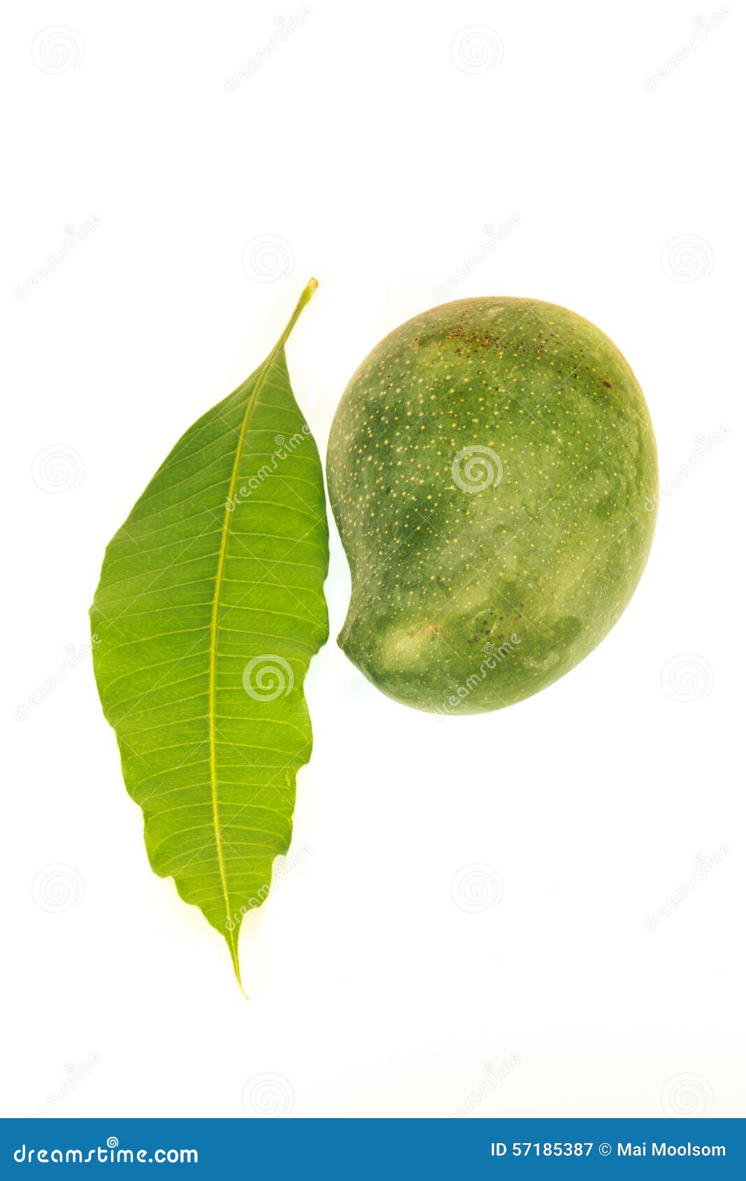 Foglie Del Mango Isolate Su Fondo Bianco Immagine Stock - Immagine di ...