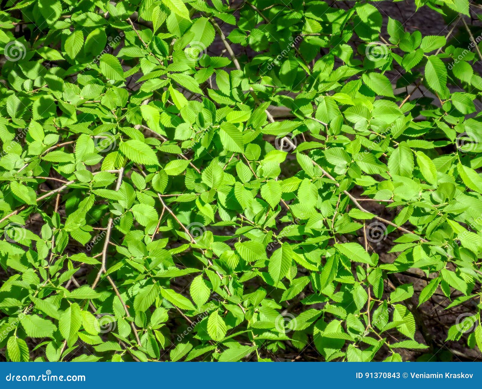 Foglie dell'Olmo-albero immagine stock. Immagine di naughty - 91370843