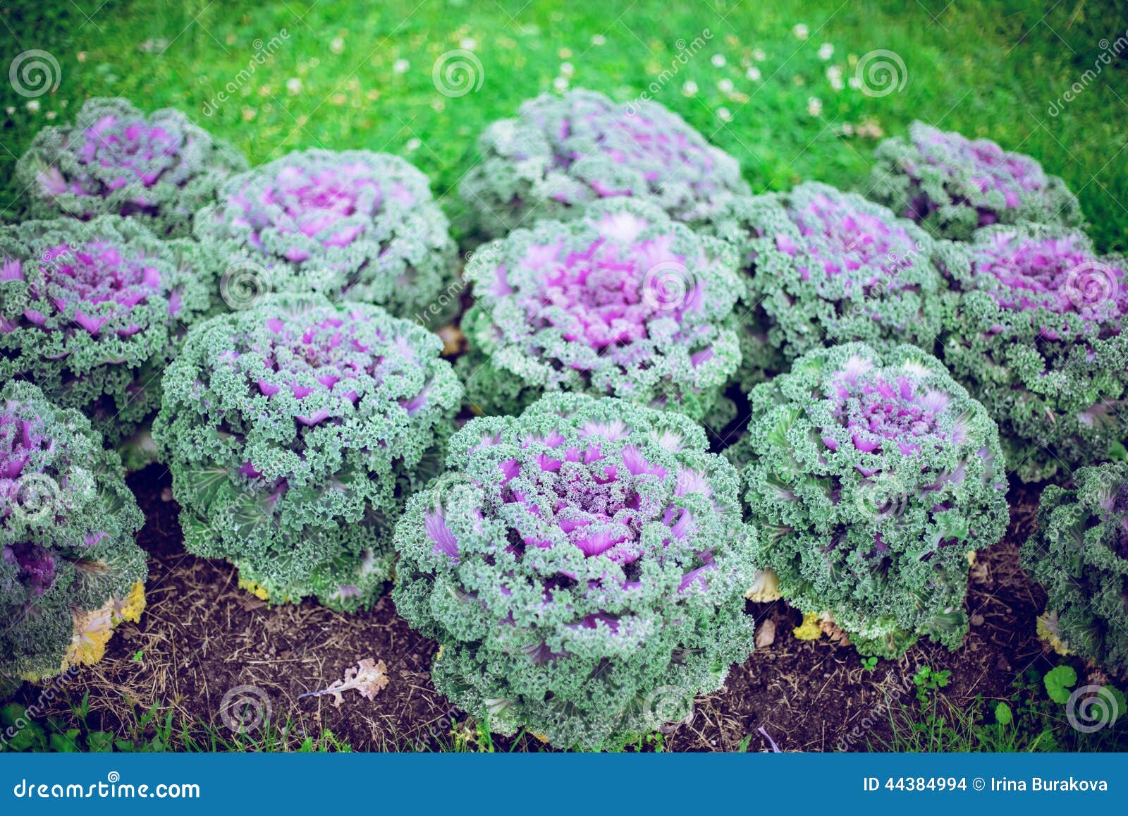 Foglie Della Pianta Del Cavolo Fotografia Stock - Immagine di ...