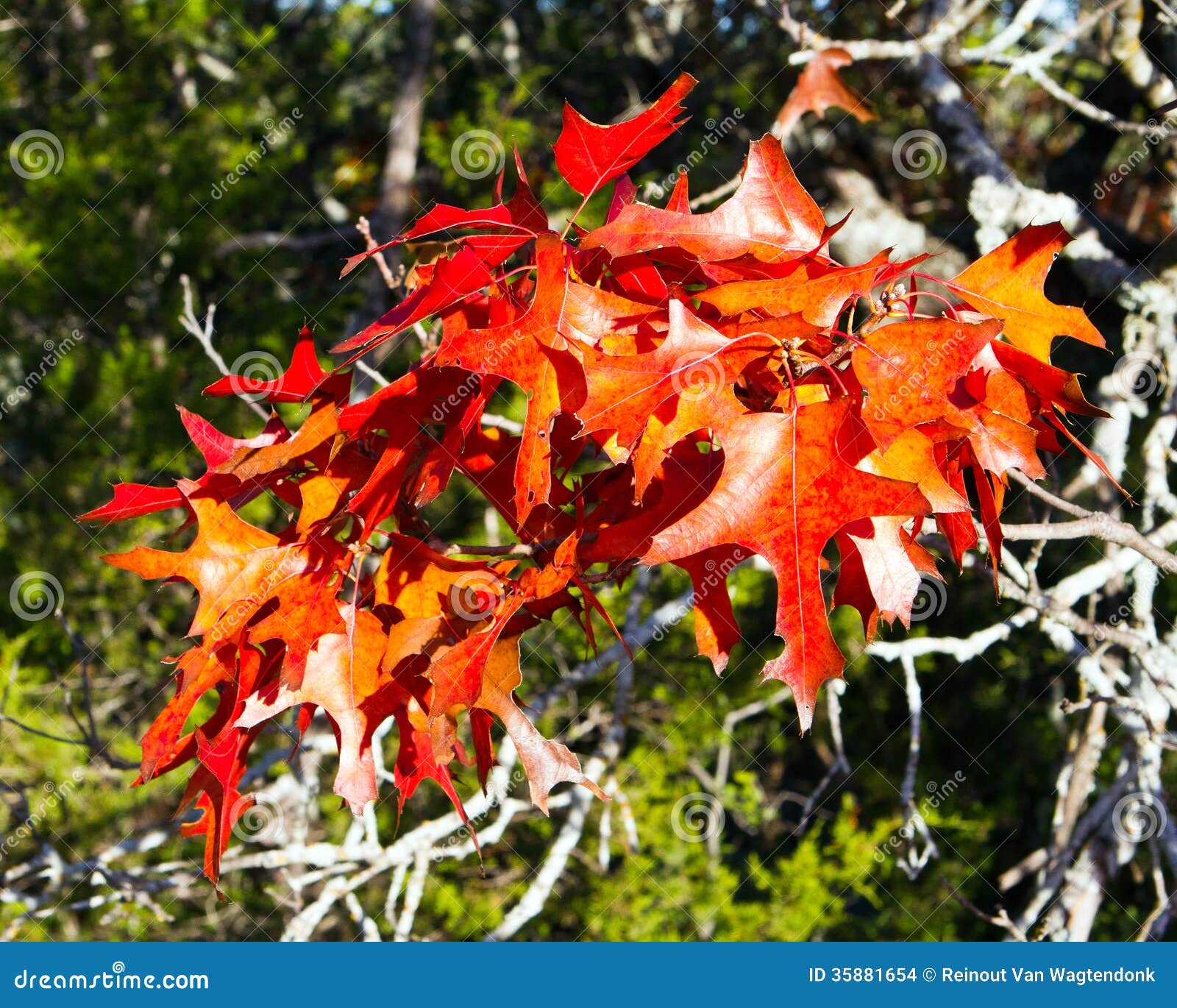 Foglie Della Quercia Rossa Del Texas Fotografia Stock - Immagine di ...