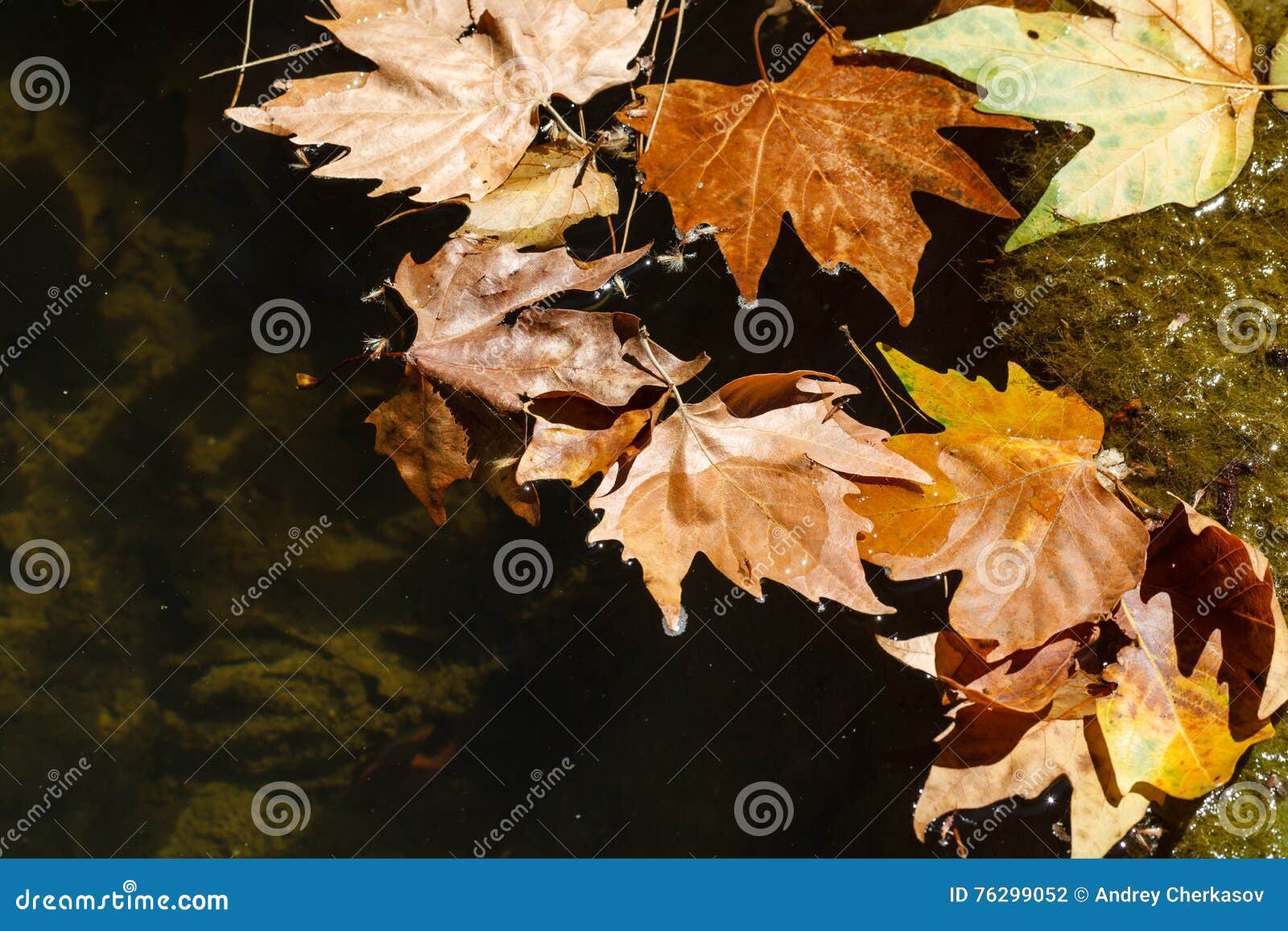Foglie Di Autunno in Una Pozza Della Pioggia Fotografia Stock ...