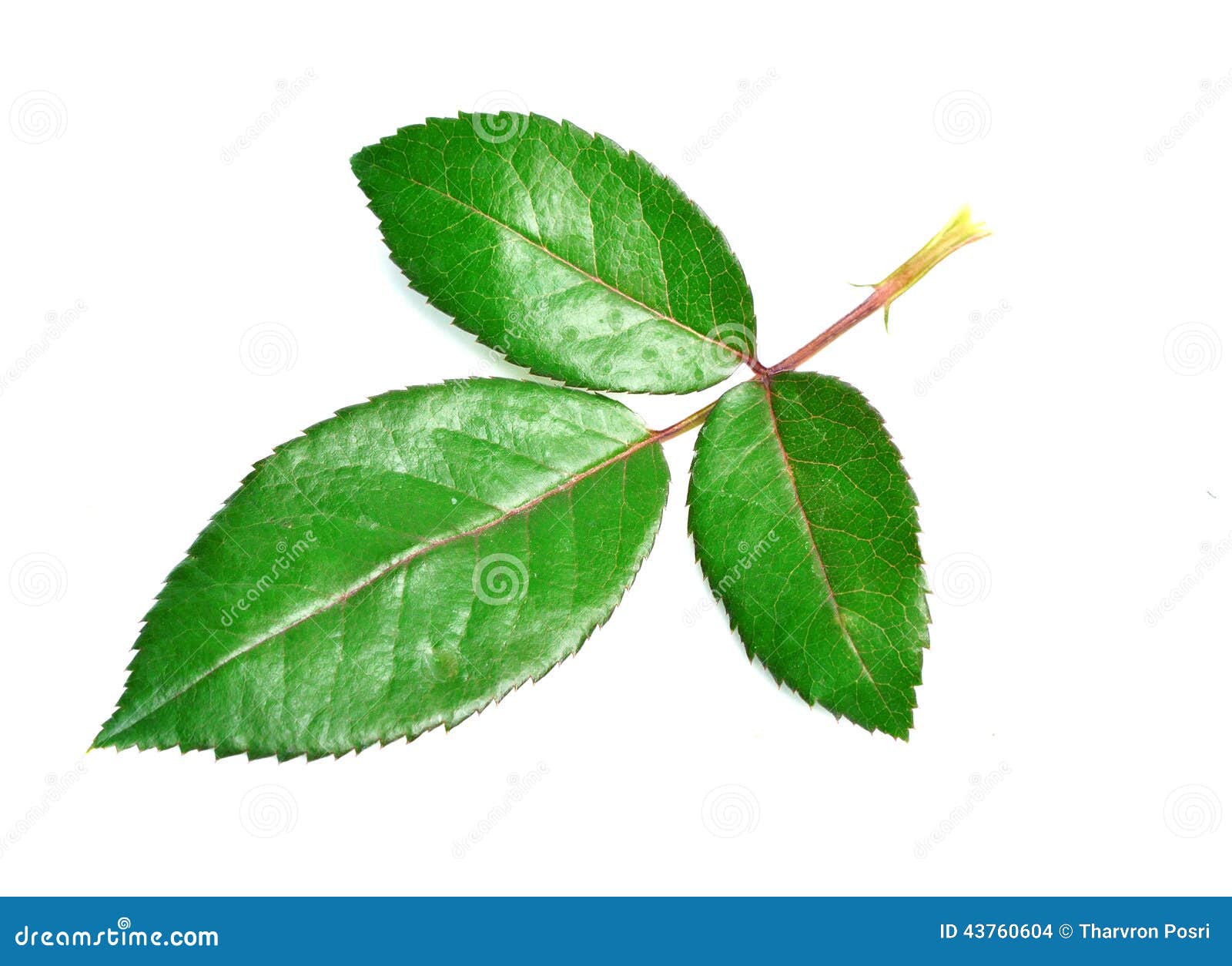 Foglie Di Rosa Isolate Su Fondo Bianco Fotografia Stock - Immagine di ...