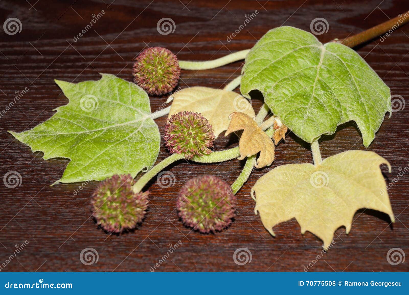 Foglie E Frutti Del Sicomoro Fotografia Stock - Immagine di verde ...