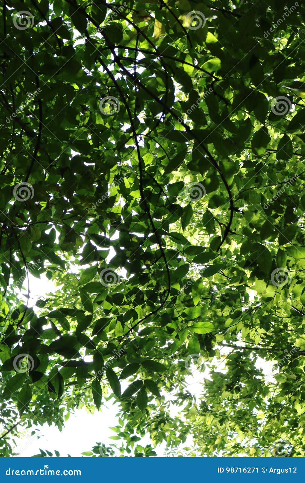 Foglie e rami immagine stock. Immagine di calce, olmo - 98716271