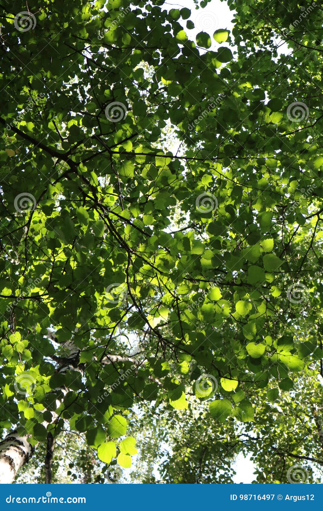 Foglie e rami immagine stock. Immagine di giardino, struttura - 98716497