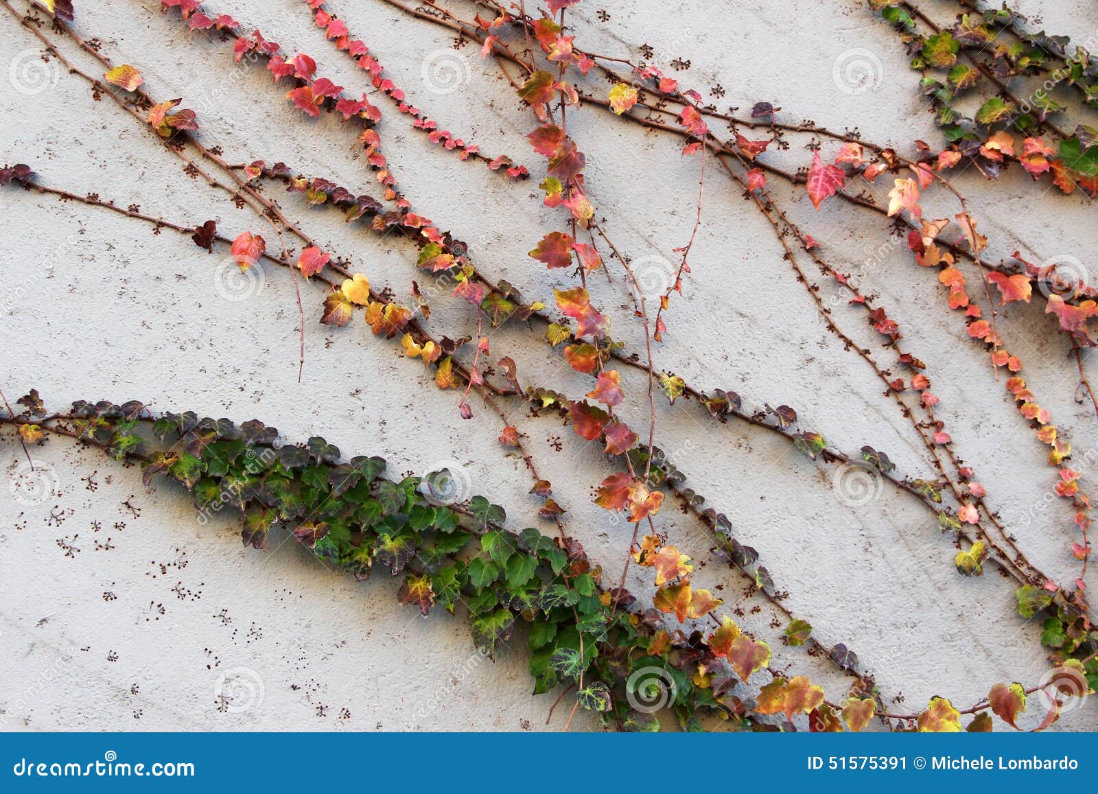Foglie E Rami Dell'edera Che Aderiscono Ad Una Parete Immagine Stock ...