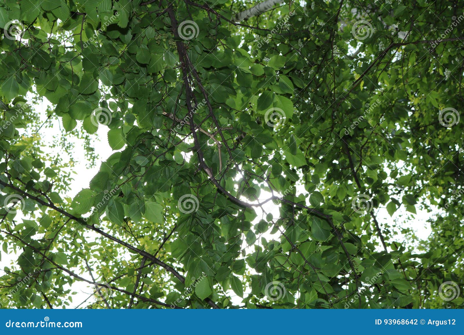 Foglie e rami dell'olmo fotografia stock. Immagine di materiale - 93968642