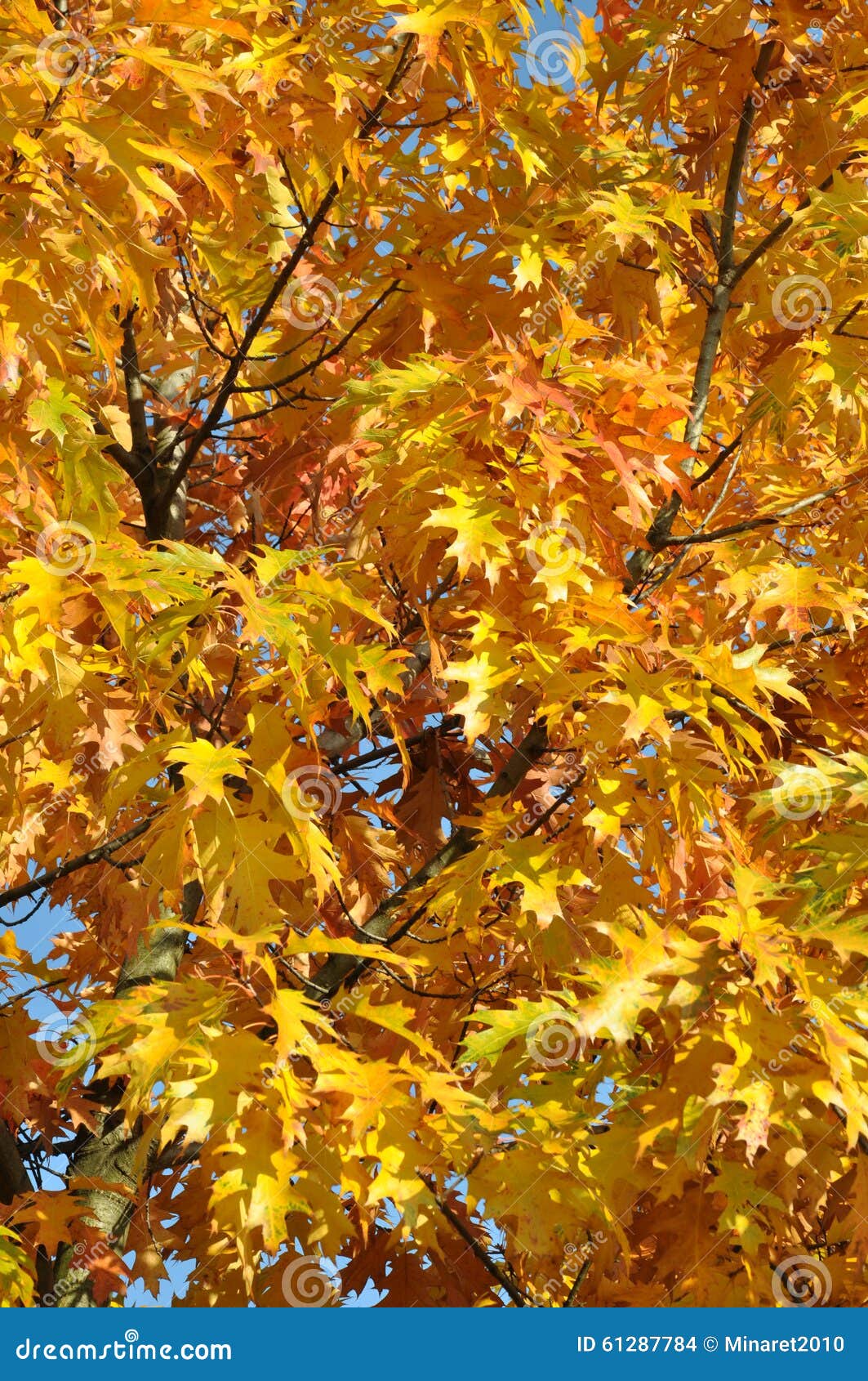 Foglie E Rami Della Quercia Dell'albero Di Autunno Fotografia Stock ...