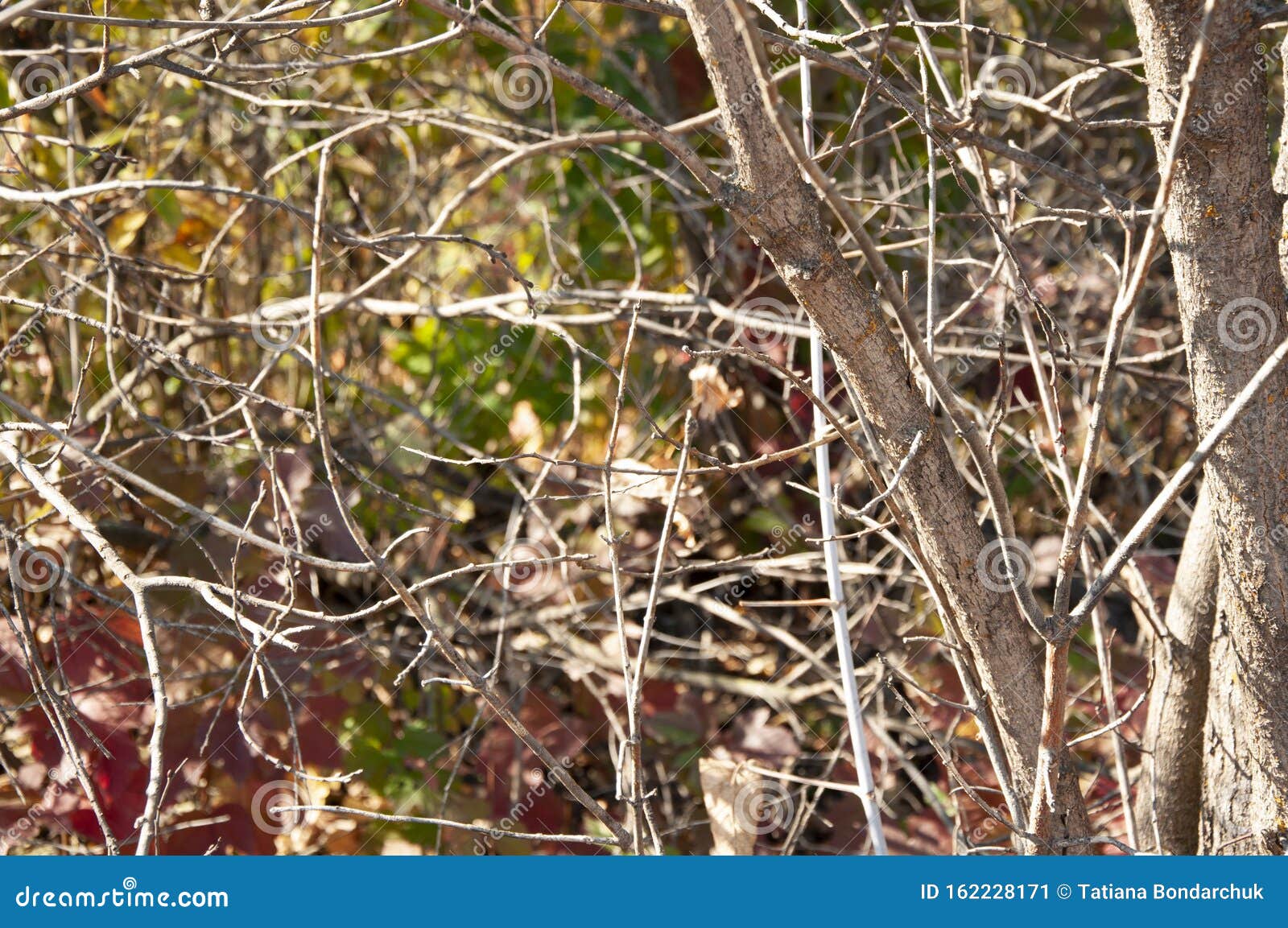 Foglie E Rami Di Cespugli Di More Rosso D'autunno Immagine Stock ...