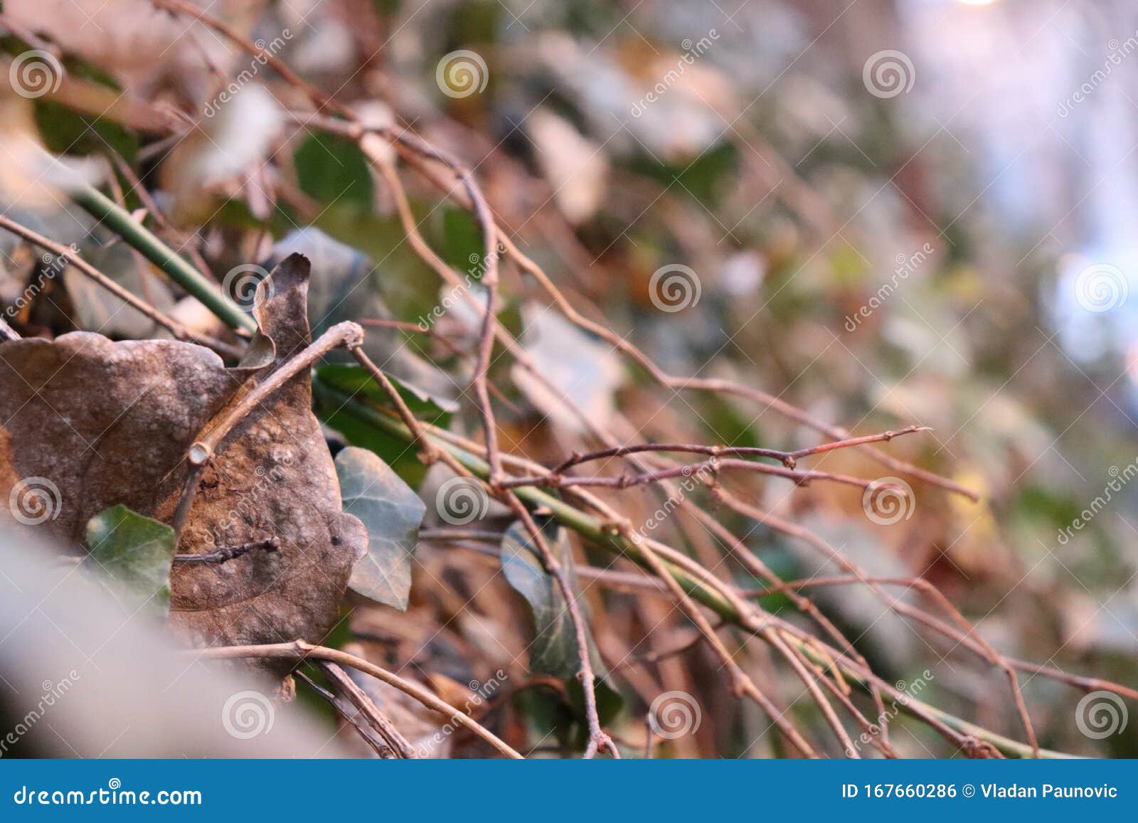 Foglie e rami morti fotografia stock. Immagine di vista - 167660286