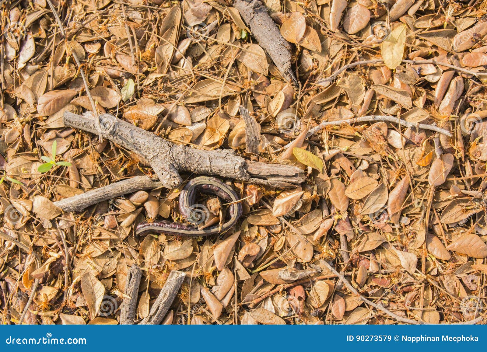 Foglie e rami secchi immagine stock. Immagine di estratto - 90273579