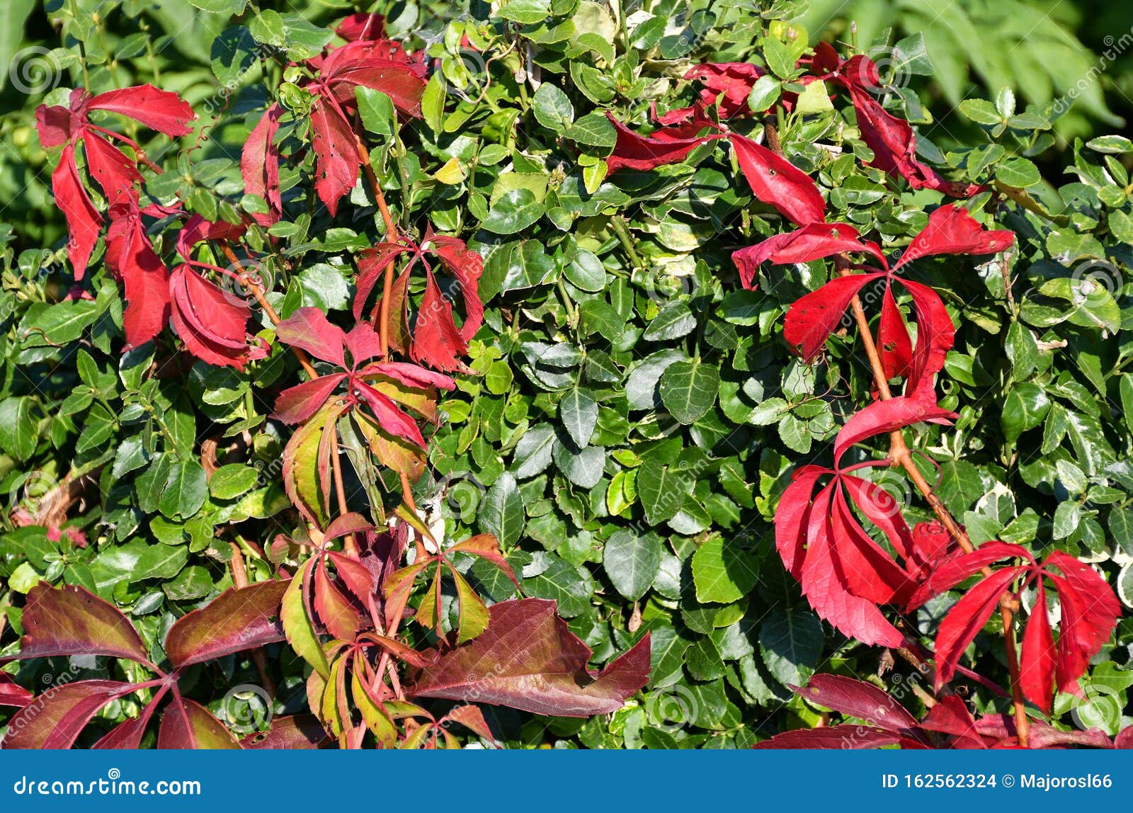 Foglie Rosse E Verdi Del Cespuglio in Autunno Fotografia Stock ...