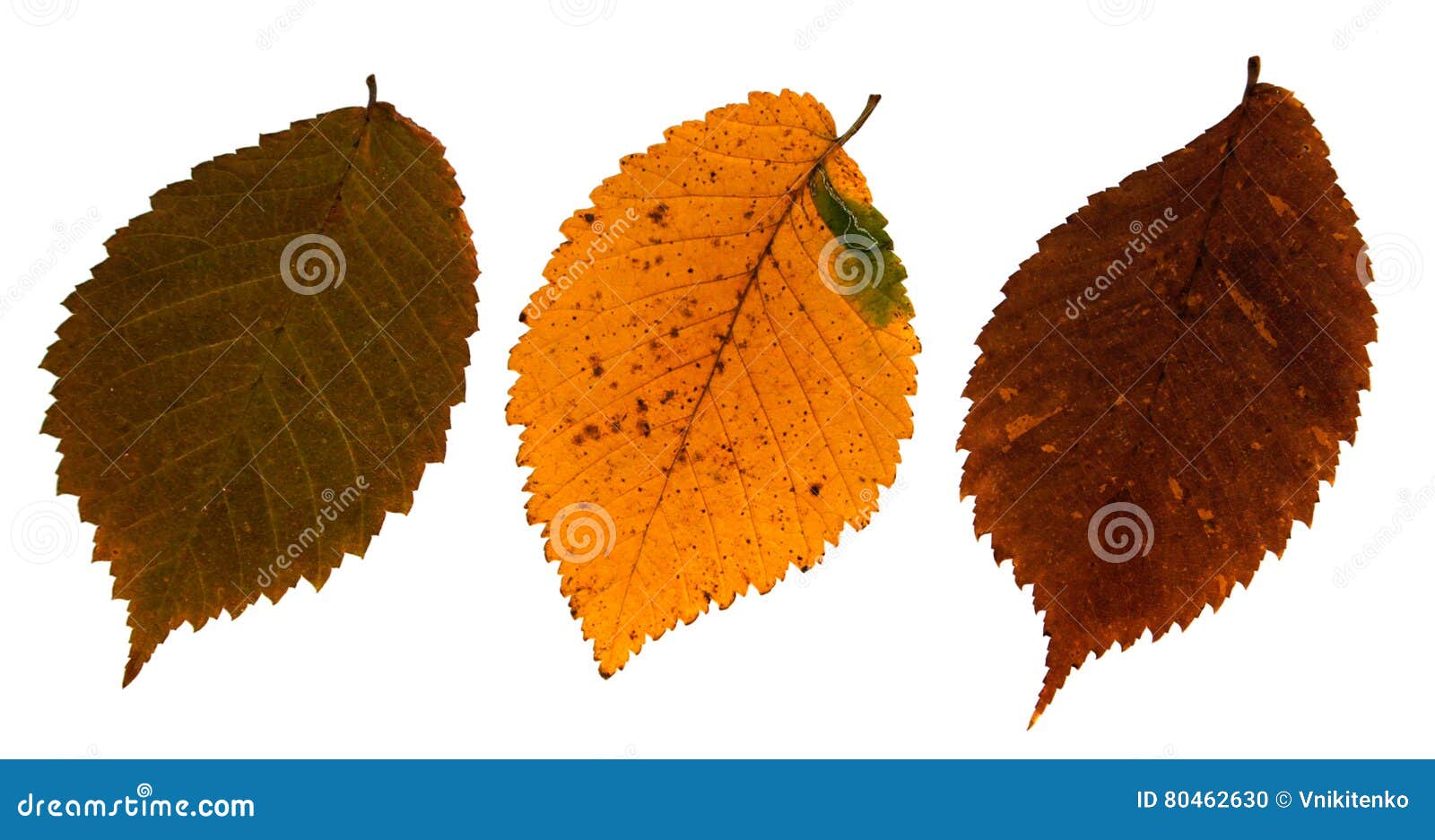 Foglie Secche Dell'olmo Del Campo Fotografia Stock - Immagine di erba ...