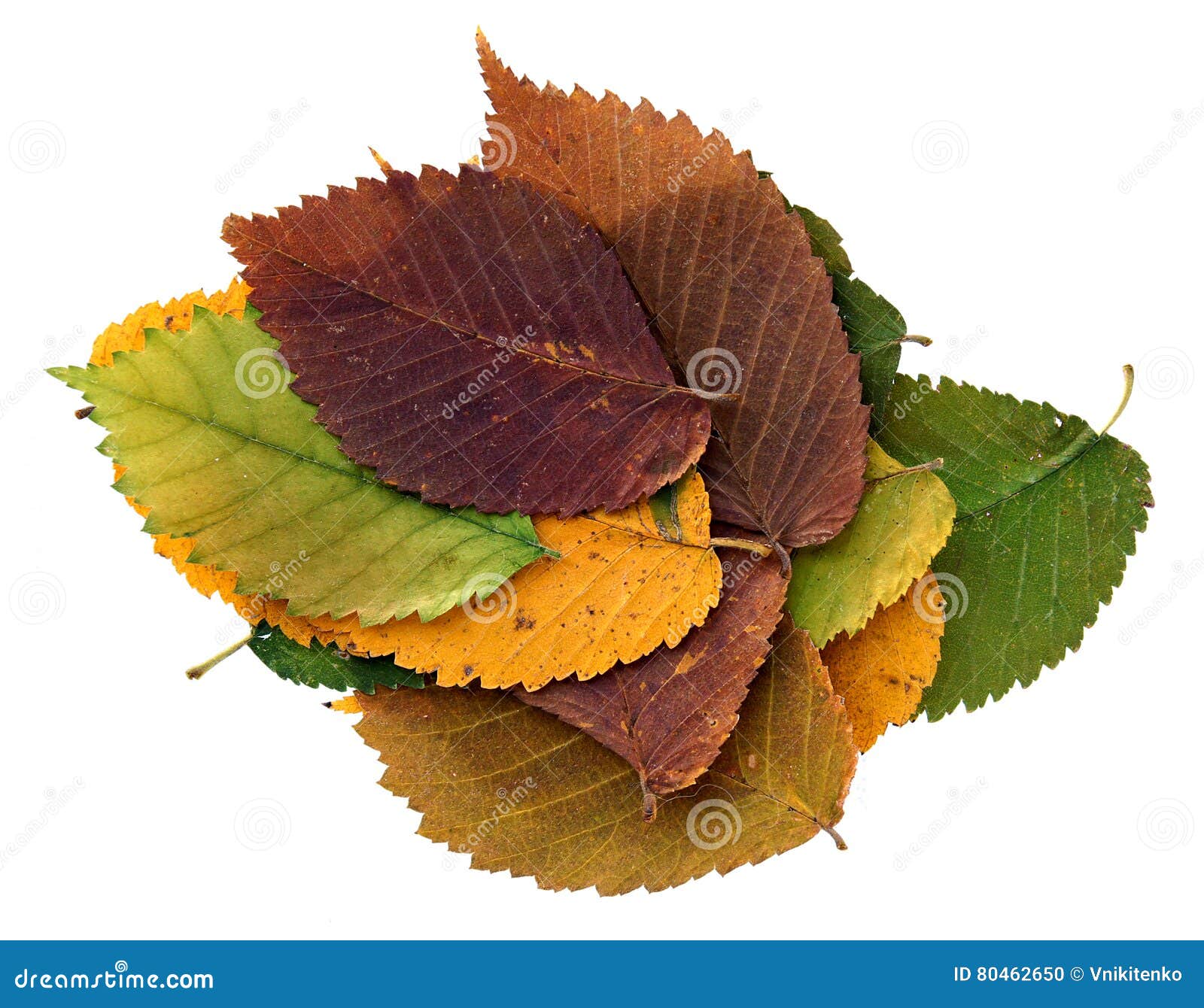 Foglie Secche Dell'olmo Del Campo Fotografia Stock - Immagine di ...