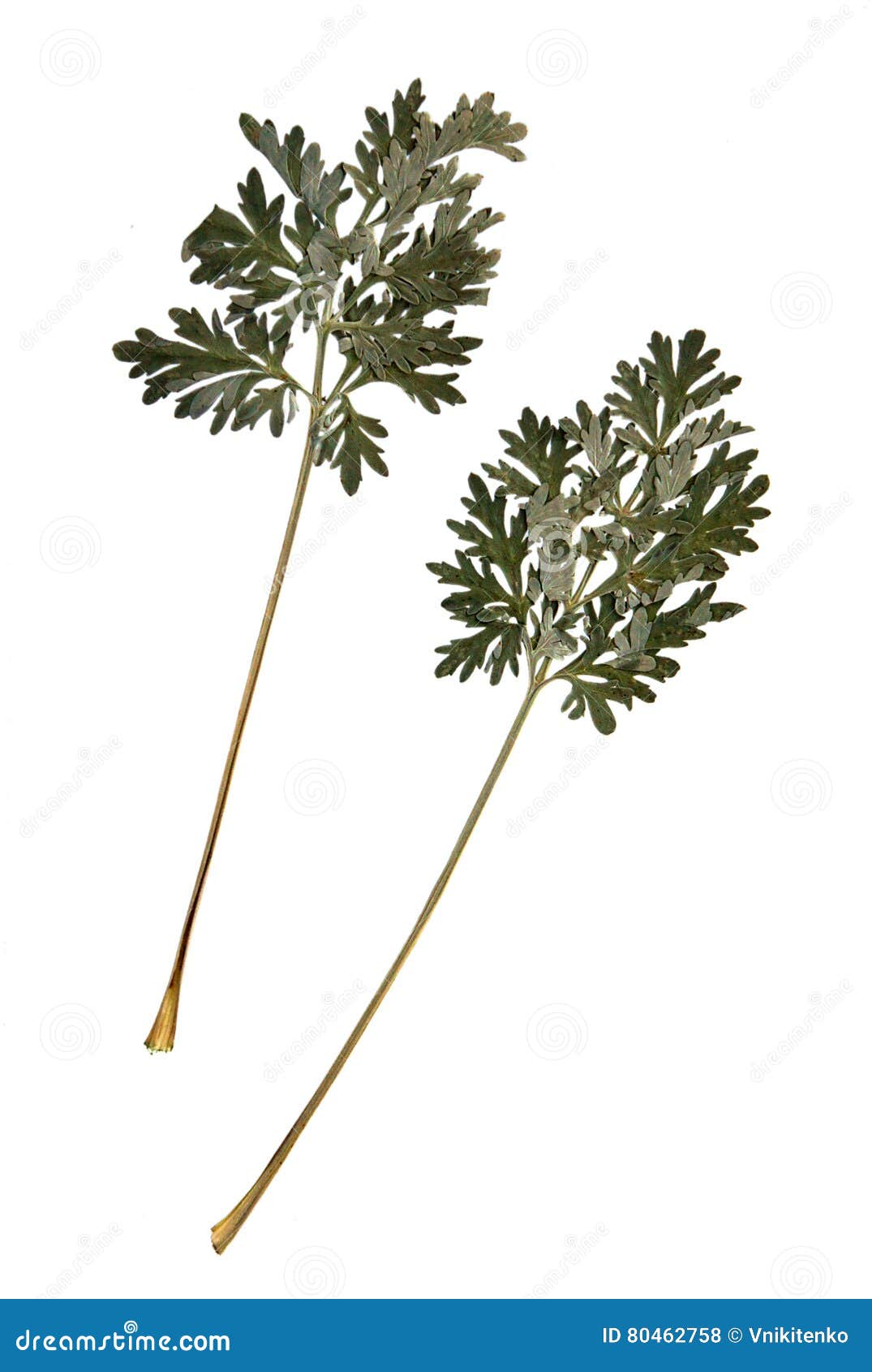 Foglie Secche Di Assenzio Romano Fotografia Stock - Immagine di verde ...