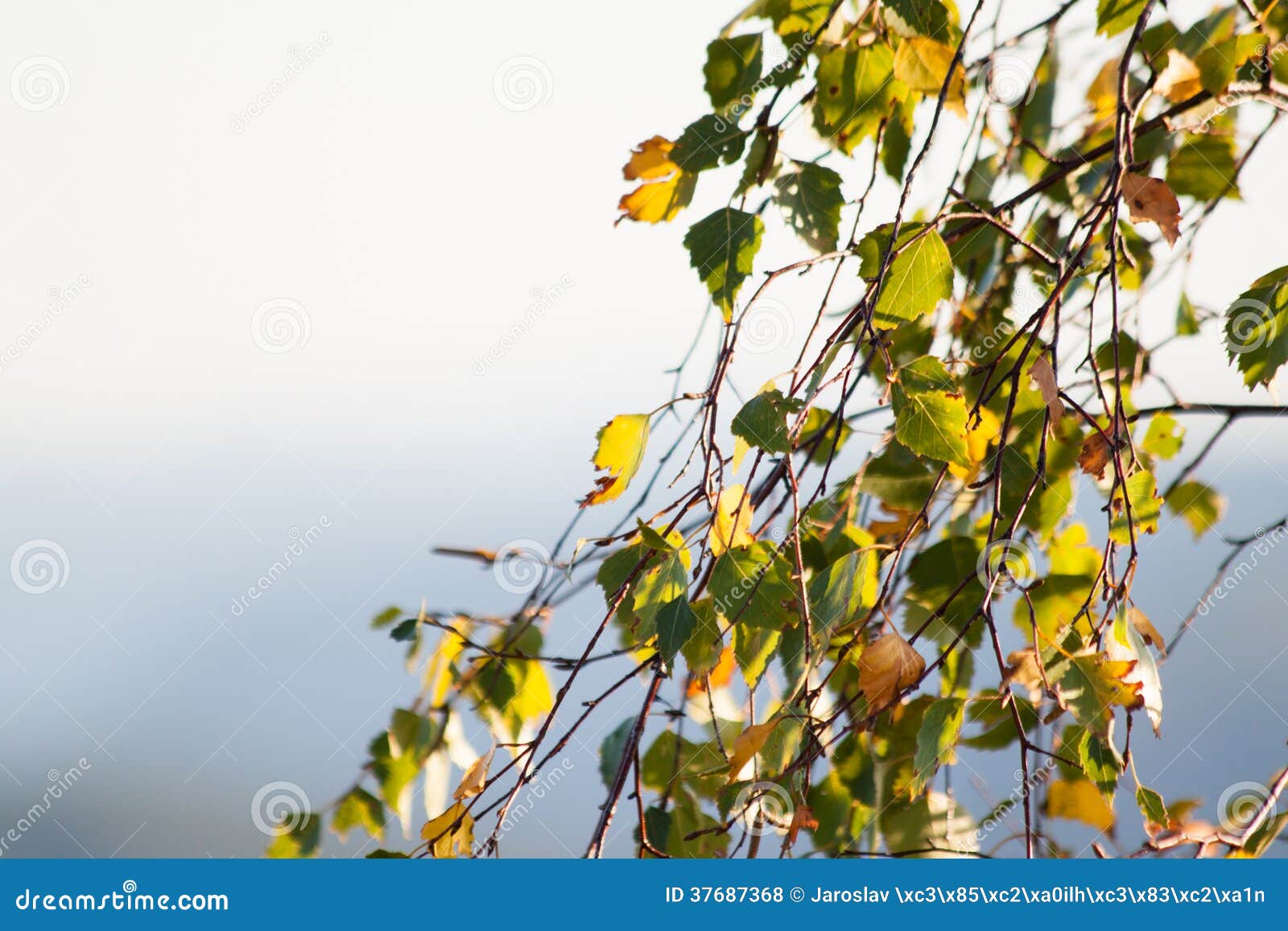 Foglie sui rami fotografia stock. Immagine di sviluppo - 37687368