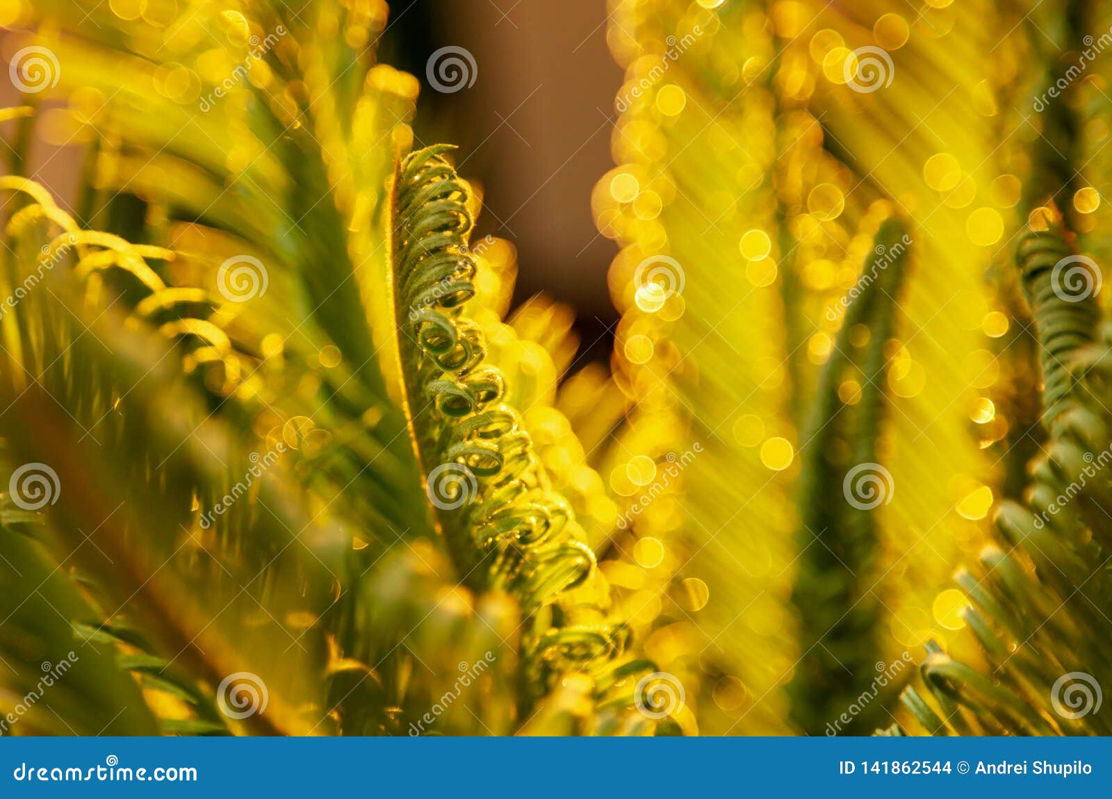Foglie Sulla Pianta Nel Clima Subtropicale Fotografia Stock - Immagine ...
