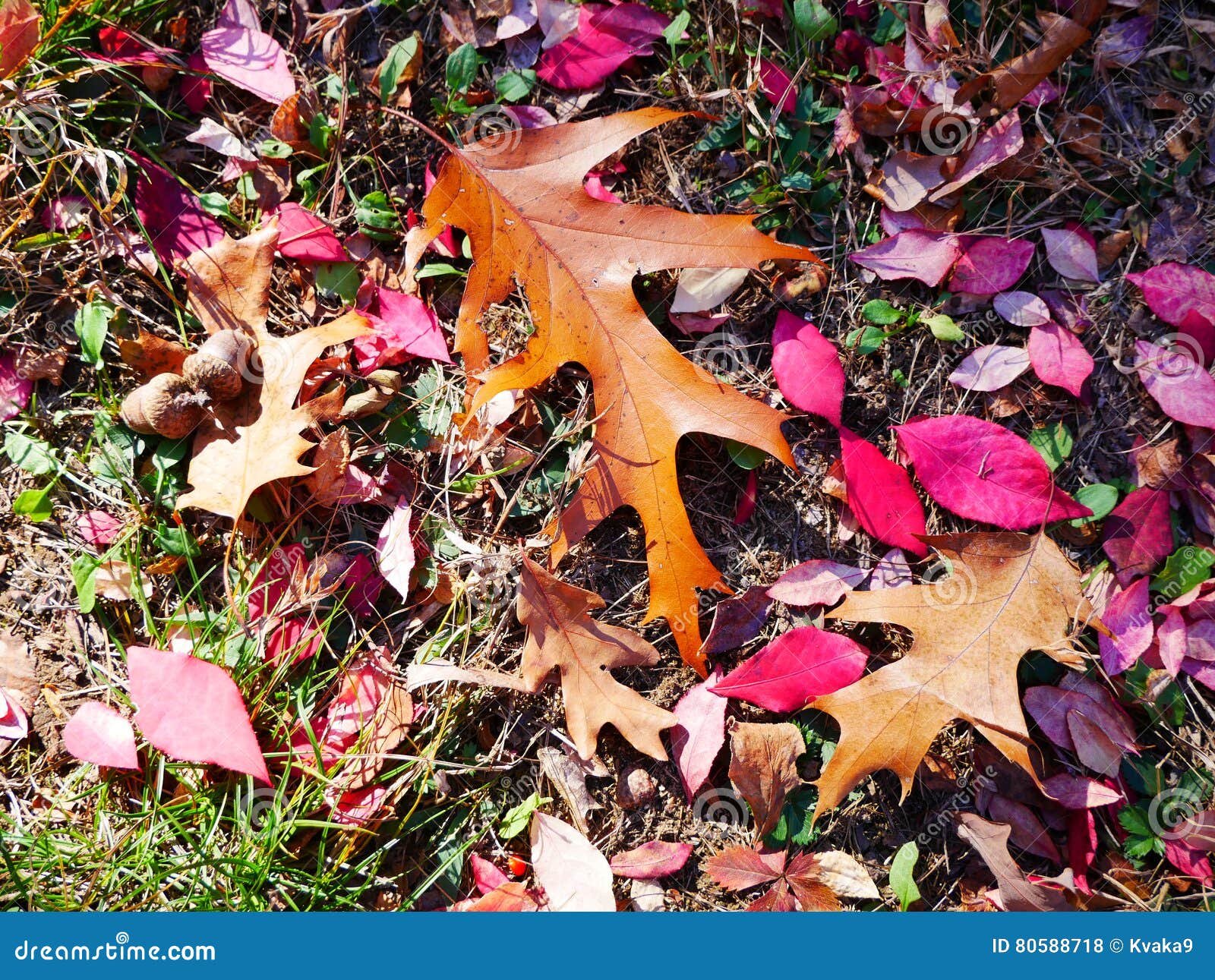 Foglie Variopinte Come Ambiti Di Provenienza Fotografia Stock ...